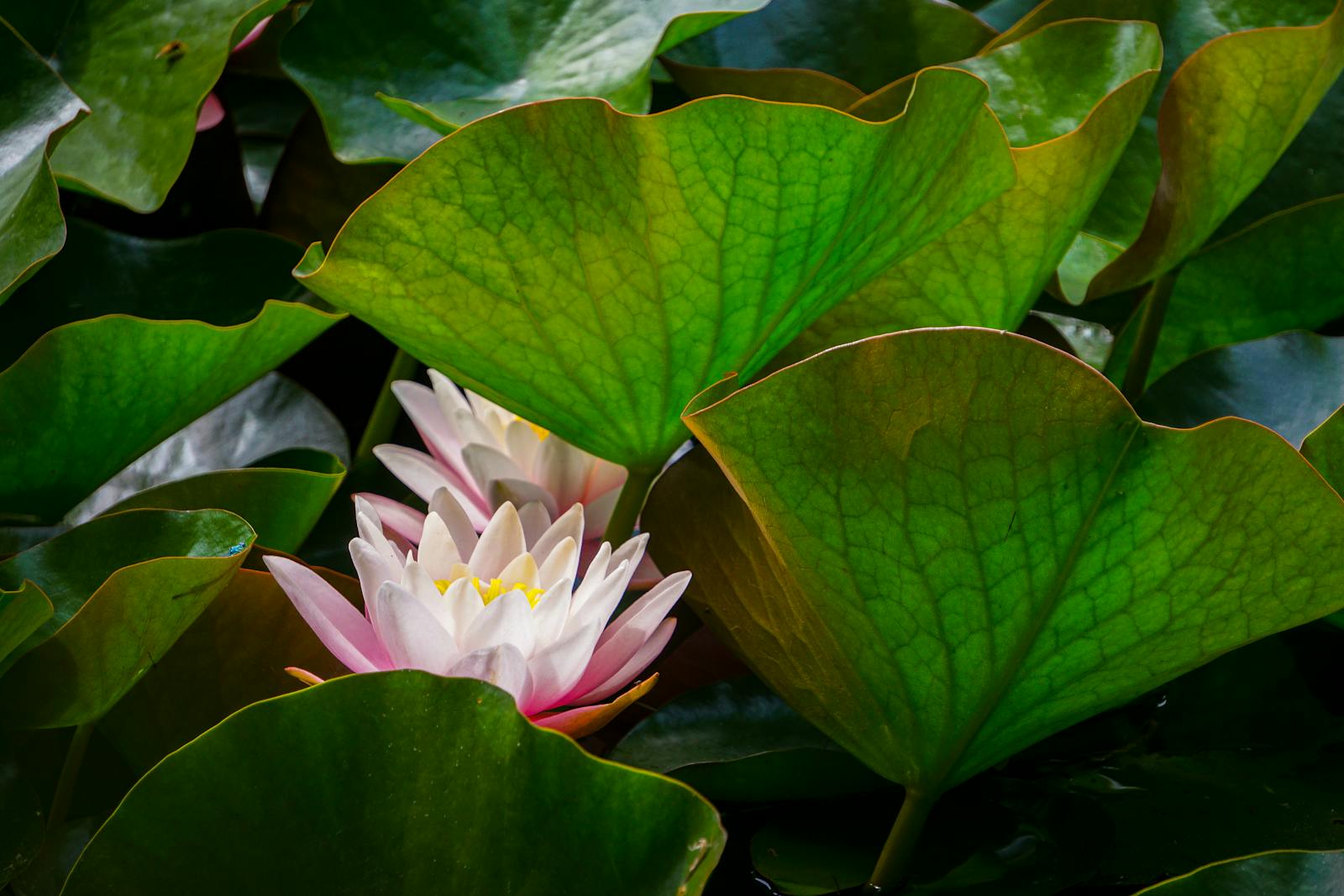 Lily Pad Photos, Download The BEST Free Lily Pad Stock Photos & HD Images