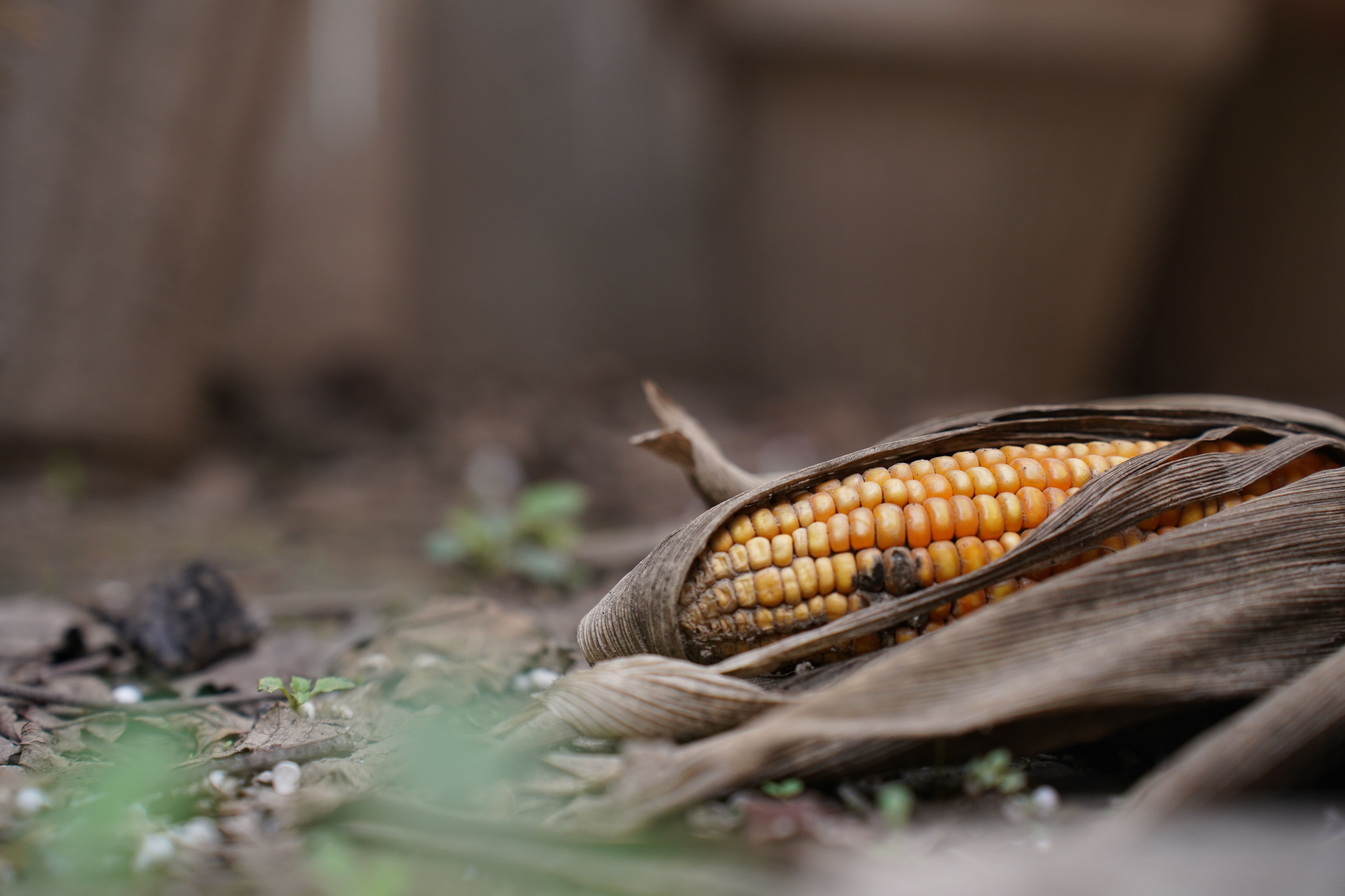 Close-up of a Dry Corn Cob in Fall Setting · Free Stock Photo