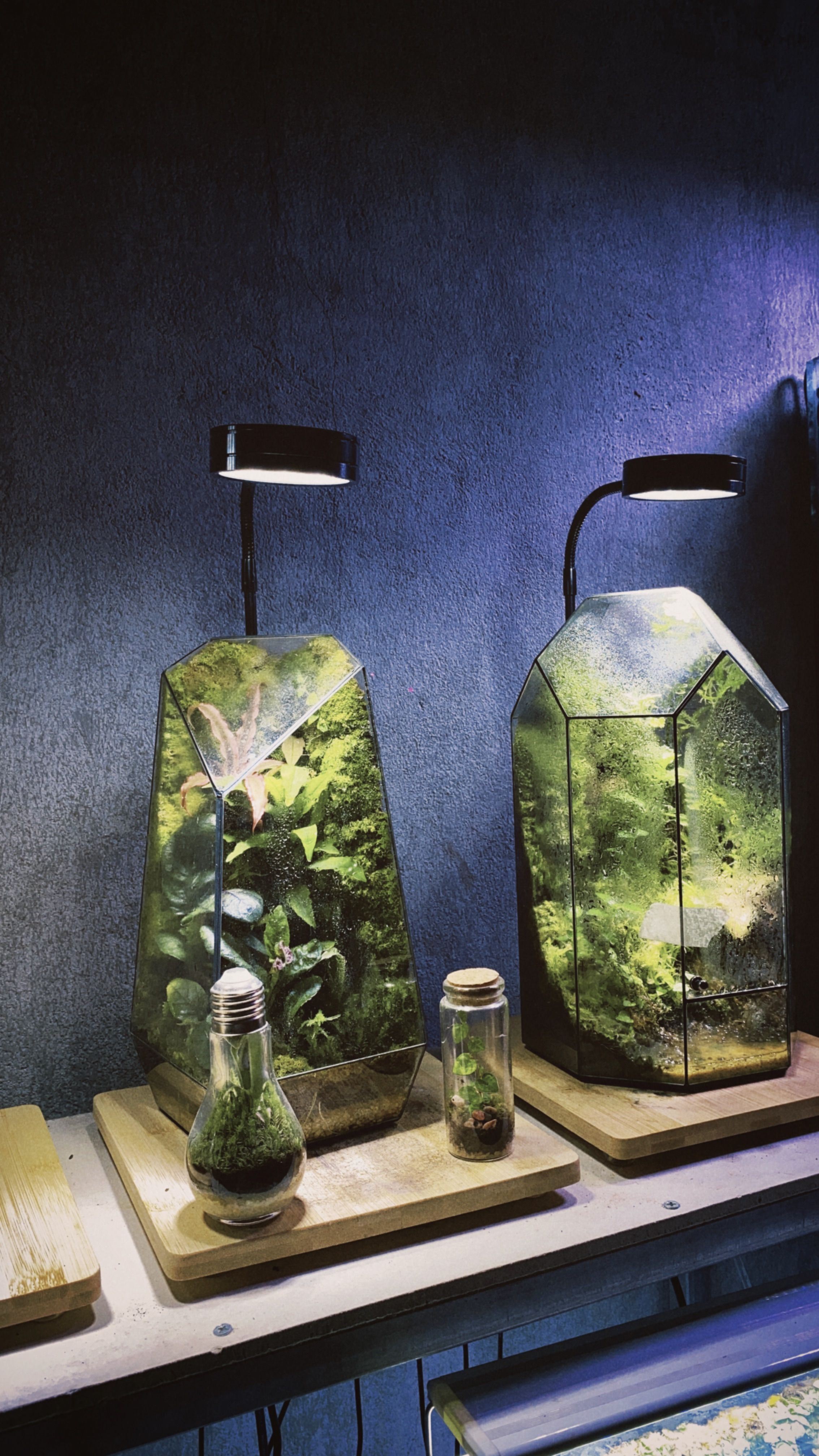 Stylish Indoor Terrariums with LED Lighting · Free Stock Photo