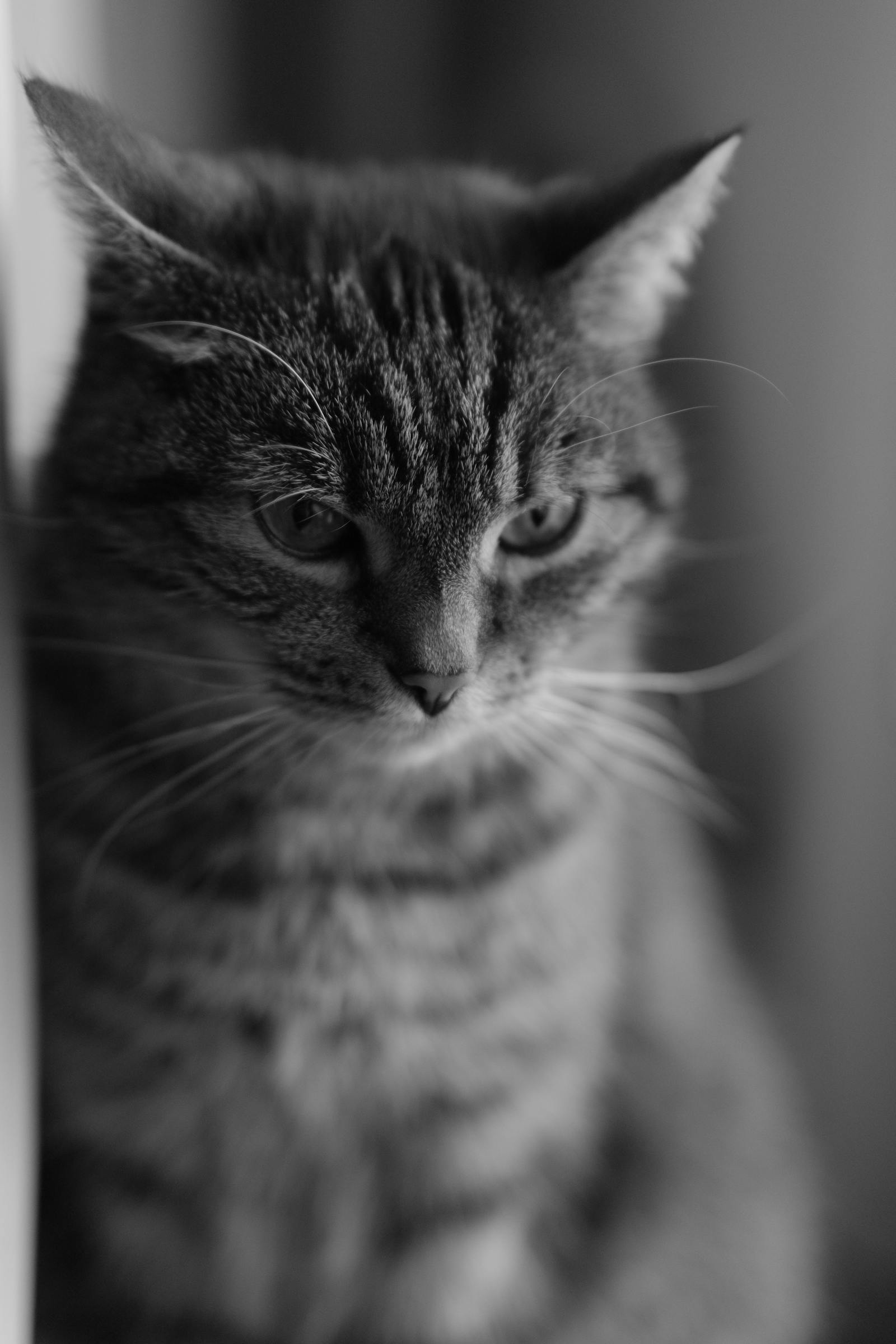 Cat Pfp Photos, Download The BEST Free Cat Pfp Stock Photos & HD Images