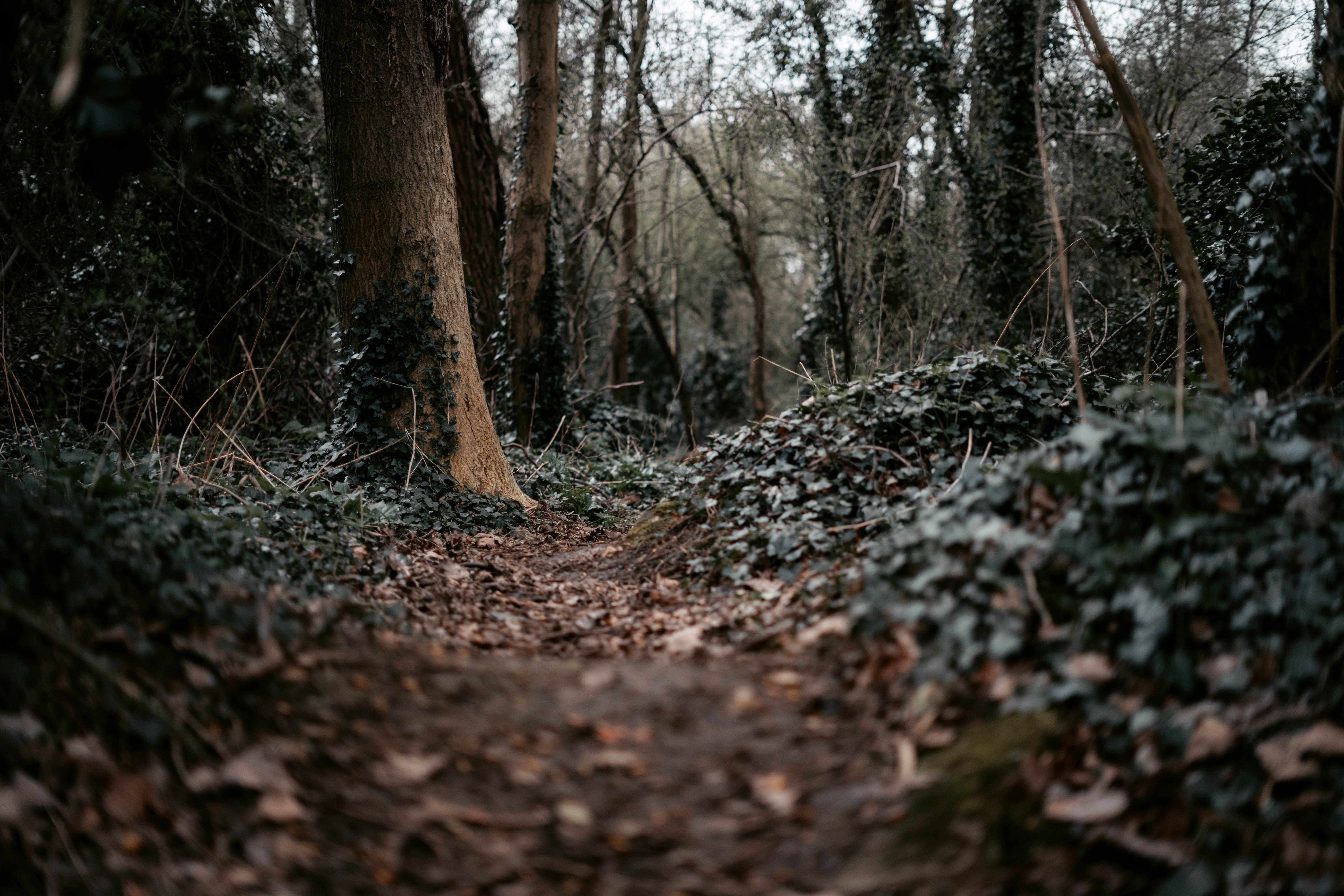 Tranquil Forest Pathway in Early Spring · Free Stock Photo