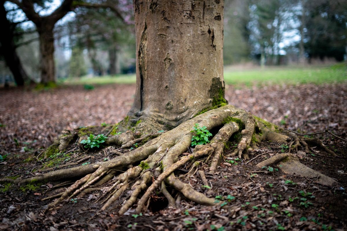Tree Roots Photos, Download The BEST Free Tree Roots Stock Photos & HD ...