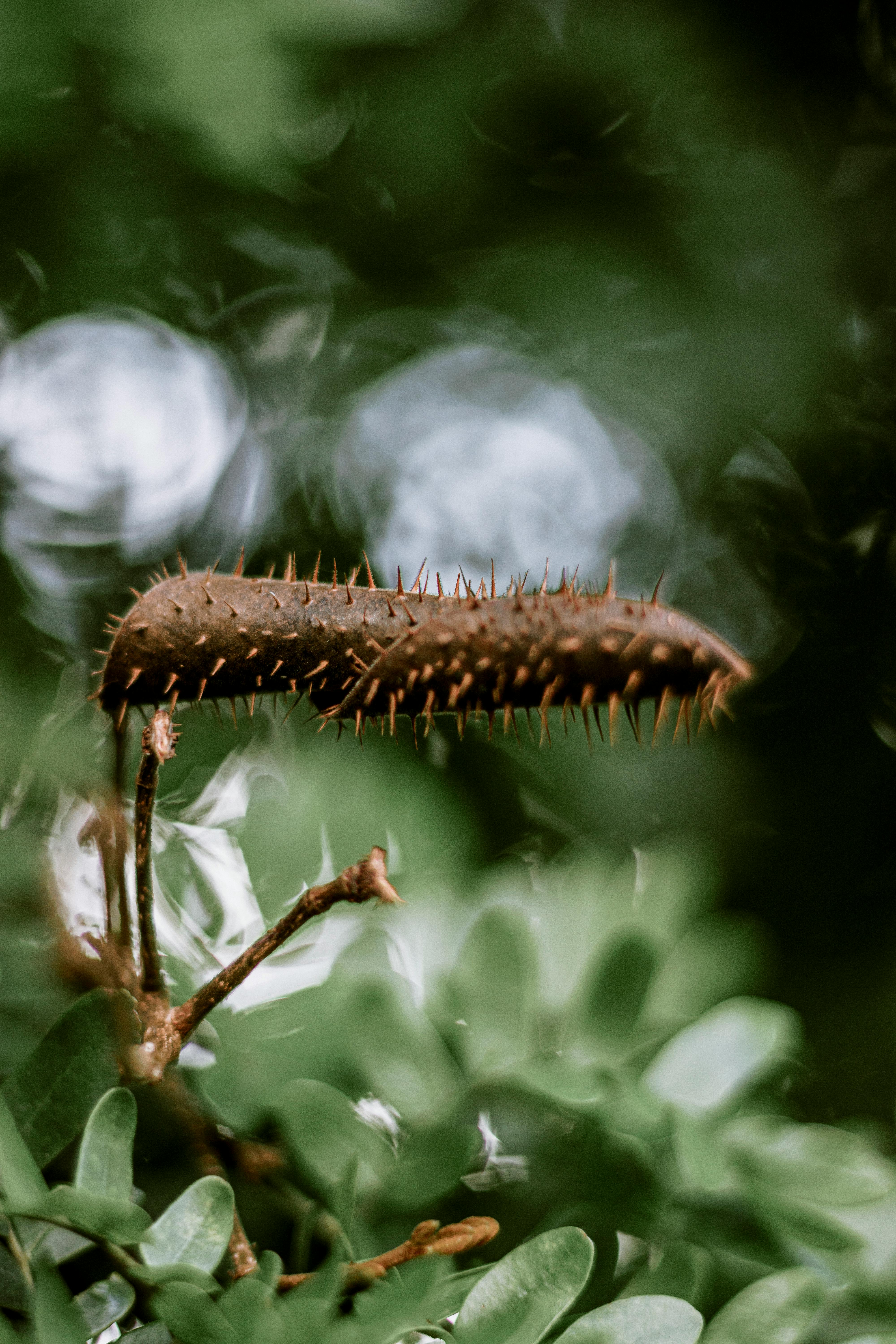 Vitor Diniz - 攝影