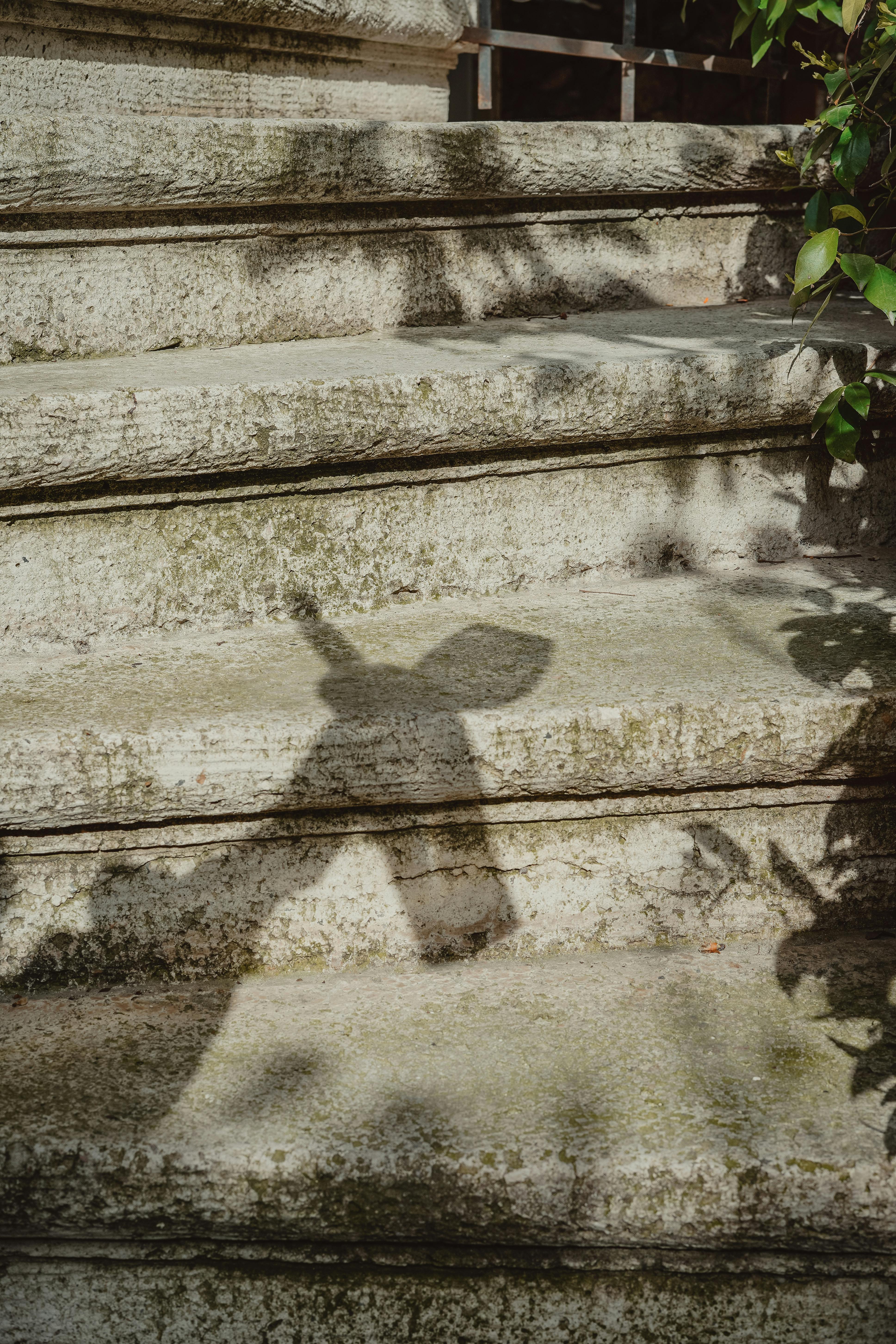 Shadow on Stone Steps Surrounded by Greenery · Free Stock Photo