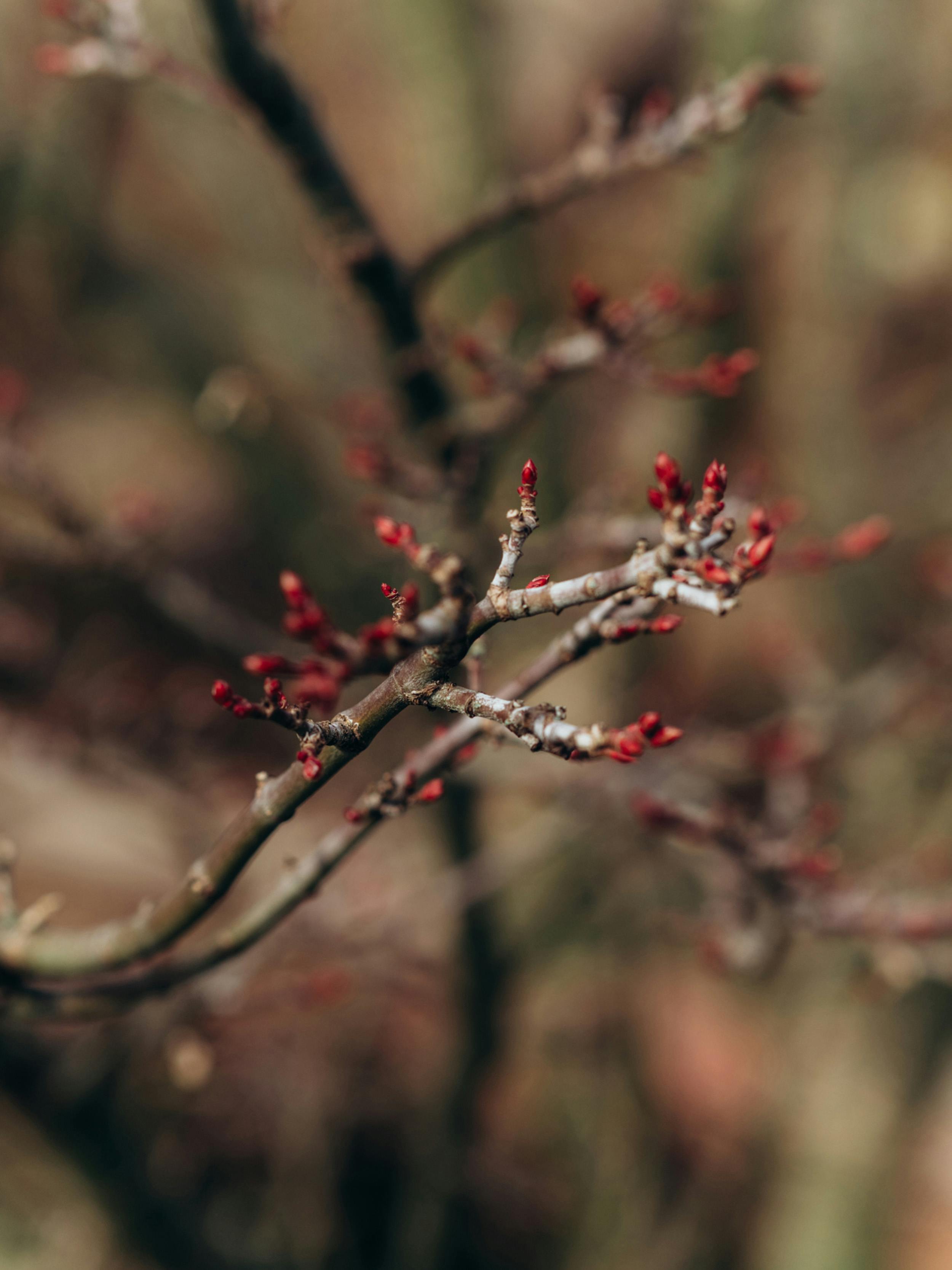 Macro Shot of Budding Tree Branches in Early Spring · Free Stock Photo