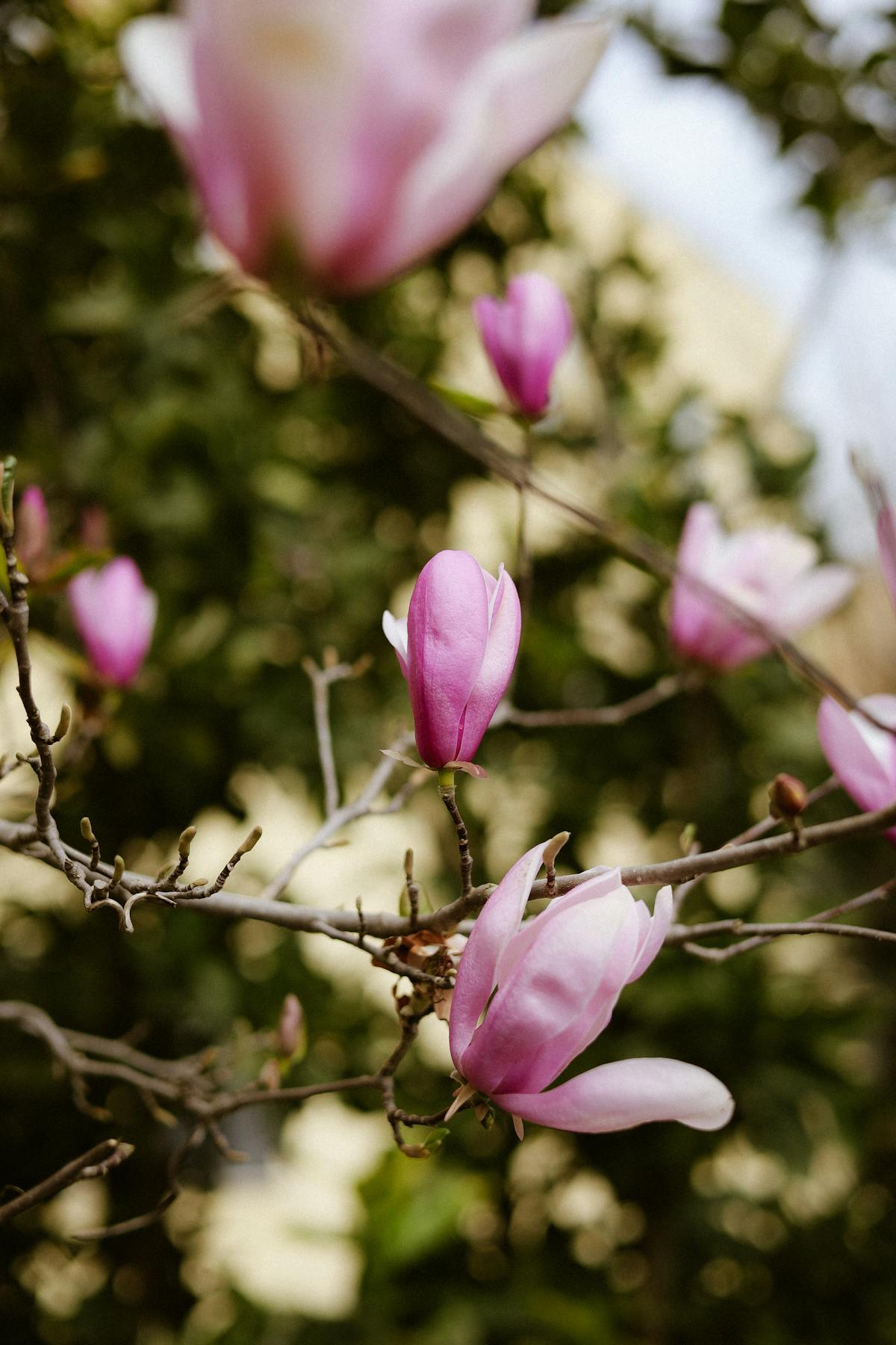 Nature Spring Photos, Download The BEST Free Nature Spring Stock Photos ...