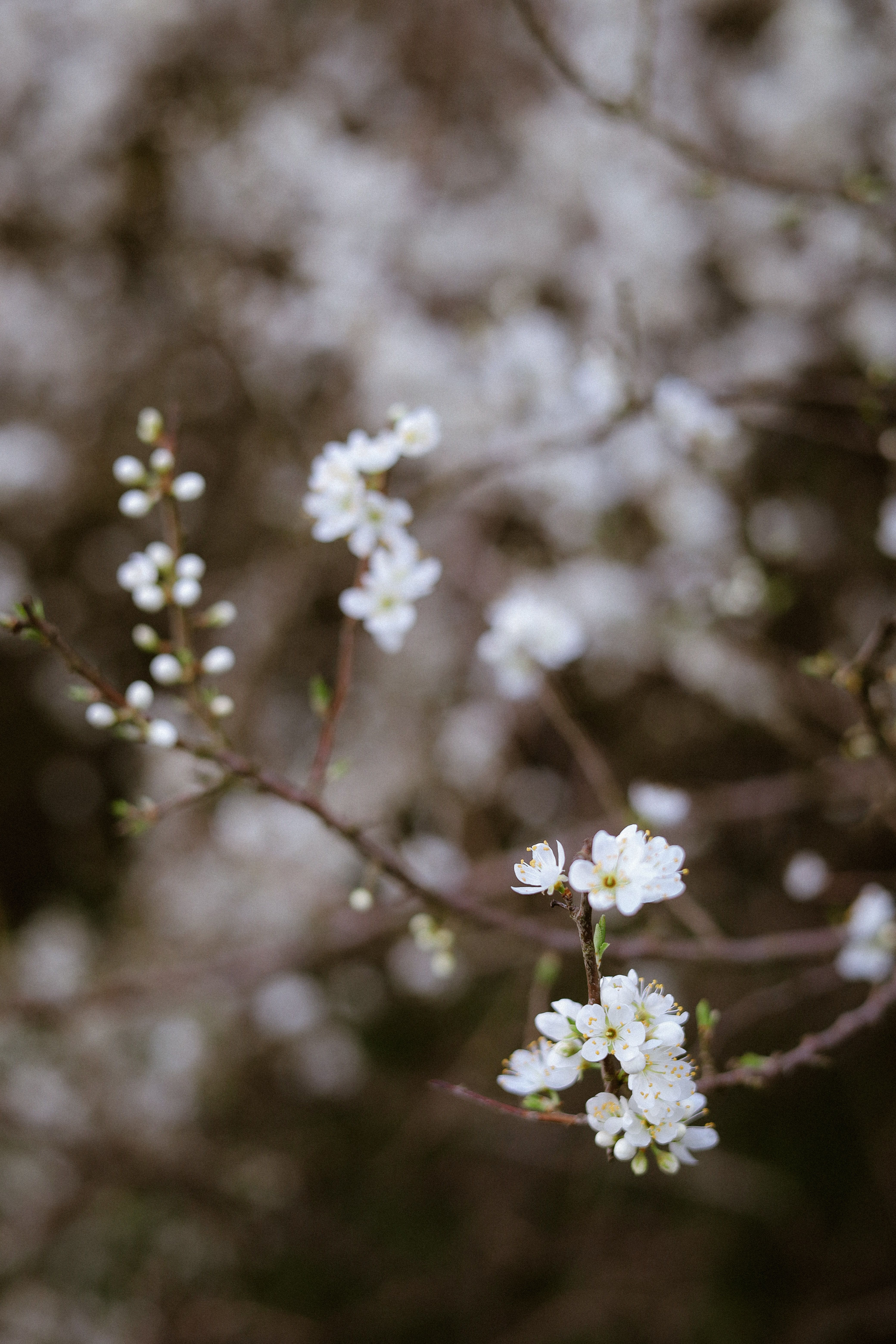 Spring Season Images Photos, Download The BEST Free Spring Season ...