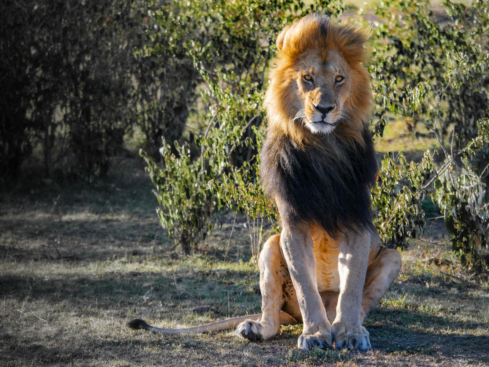 Lion In The Wild Photos, Download The BEST Free Lion In The Wild Stock ...