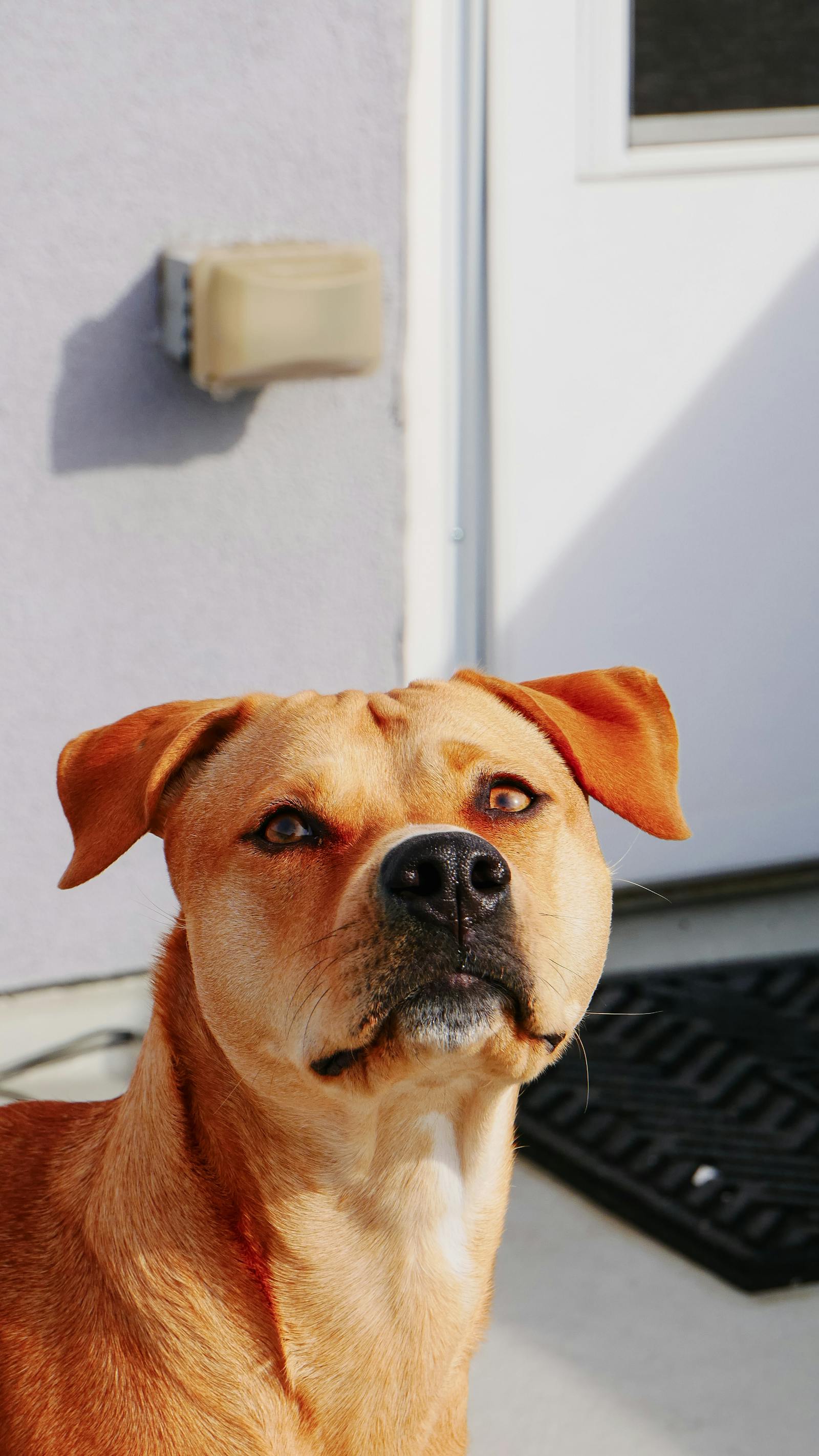 Dog Face Photos, Download The BEST Free Dog Face Stock Photos & HD Images