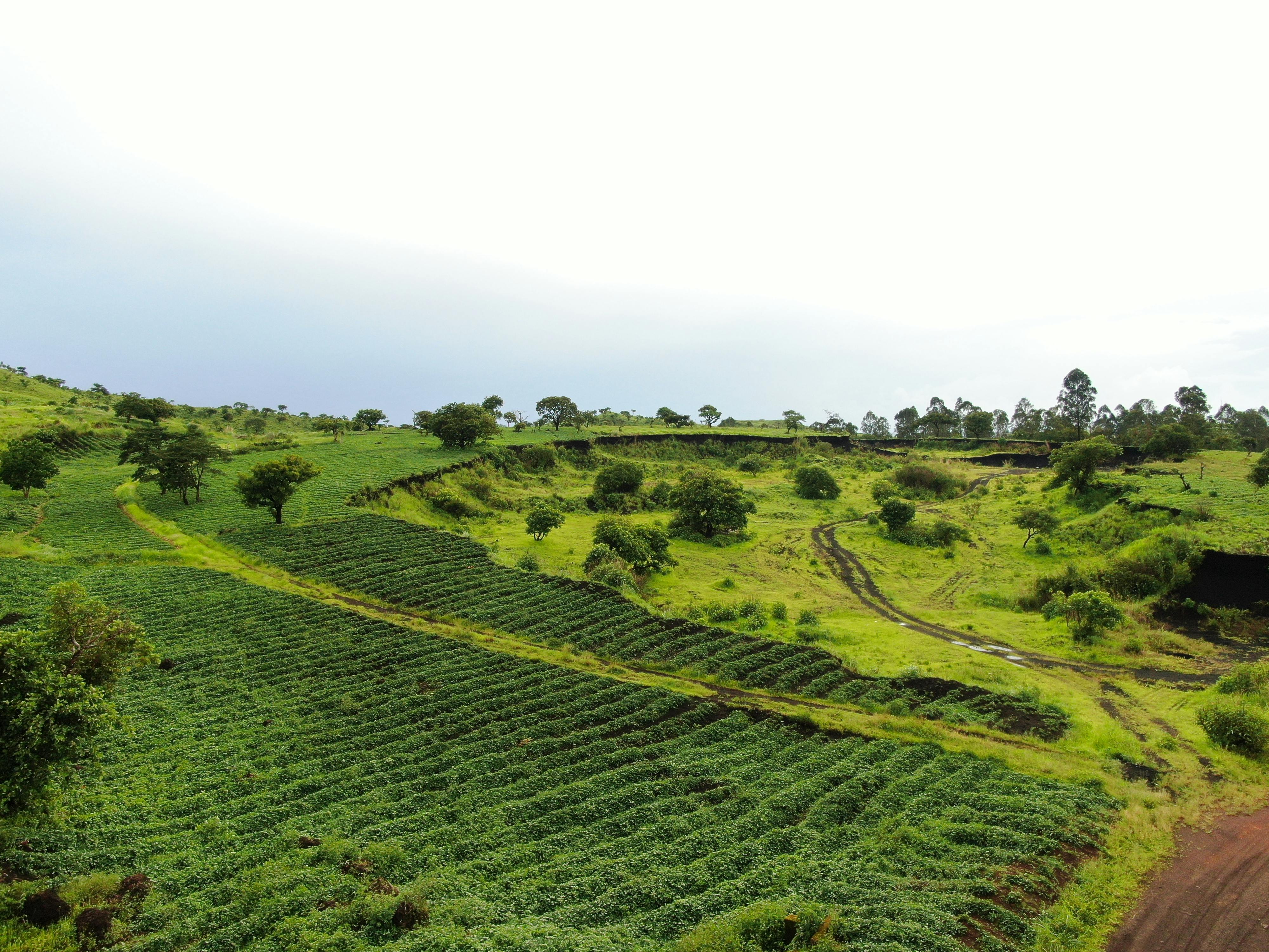 Scenic Verdant Landscape in Foumbot, Cameroon · Free Stock Photo