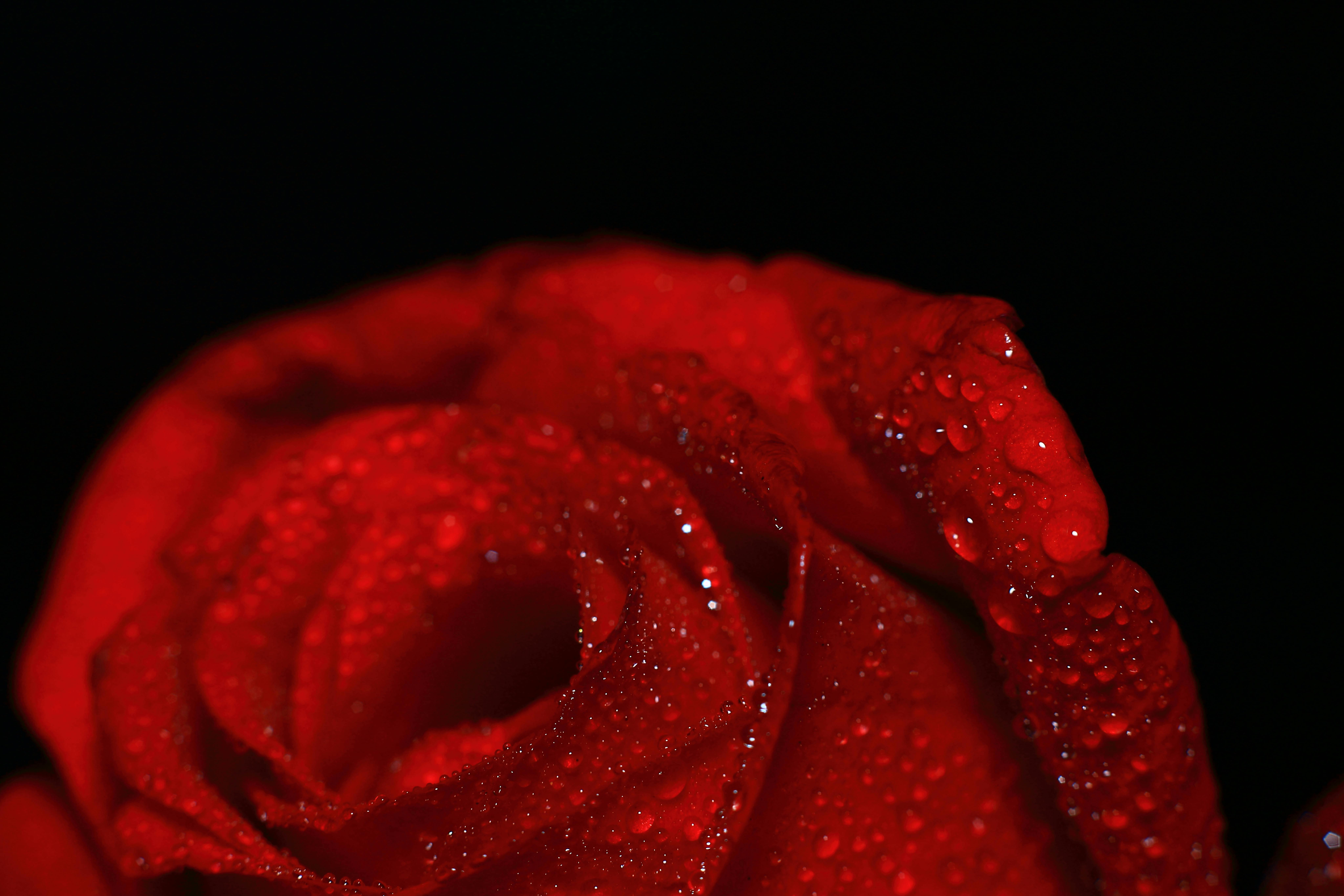 Close-up of Dew-Kissed Red Rose at Night · Free Stock Photo