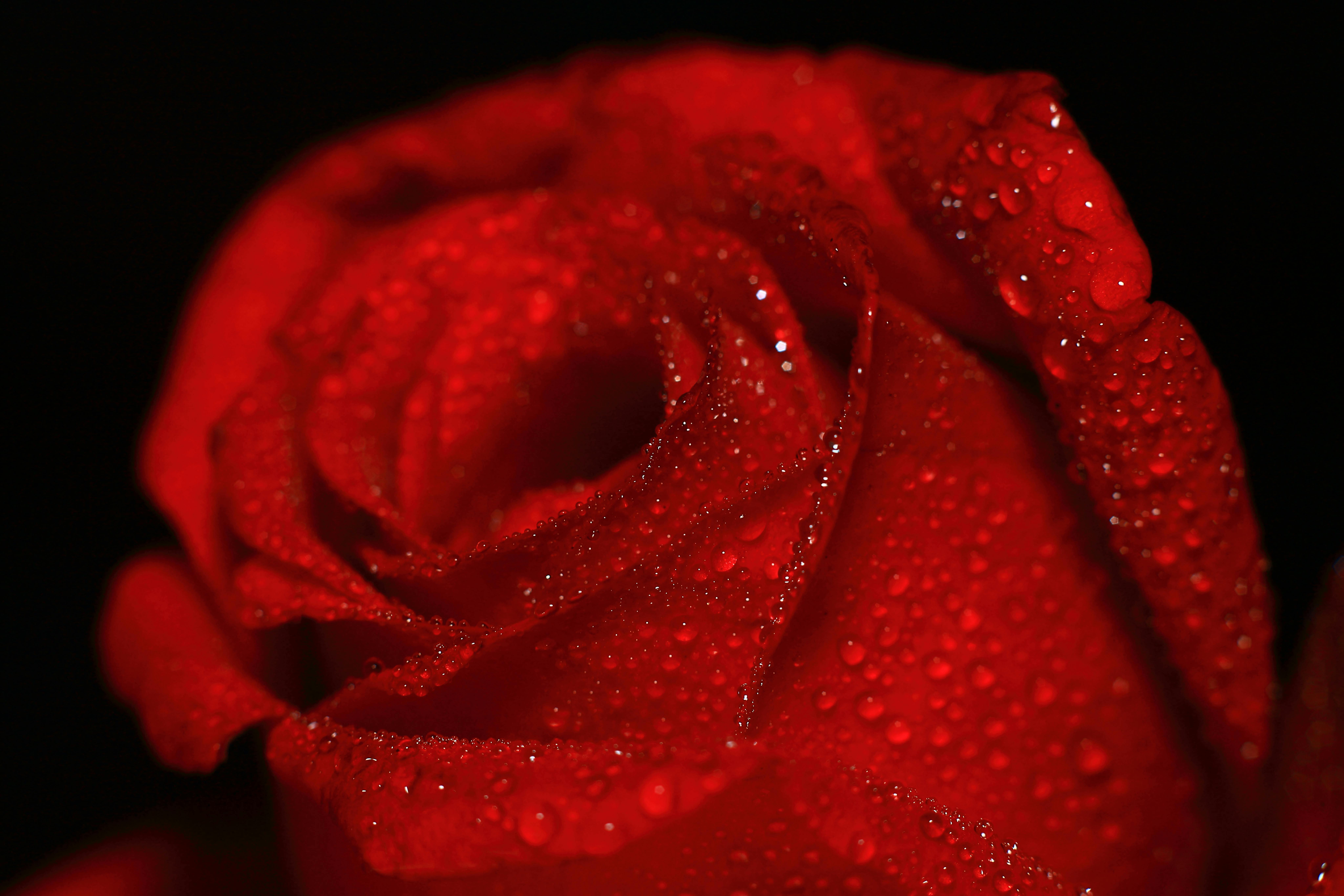 Close-Up of a Dew-Kissed Red Rose at Night · Free Stock Photo