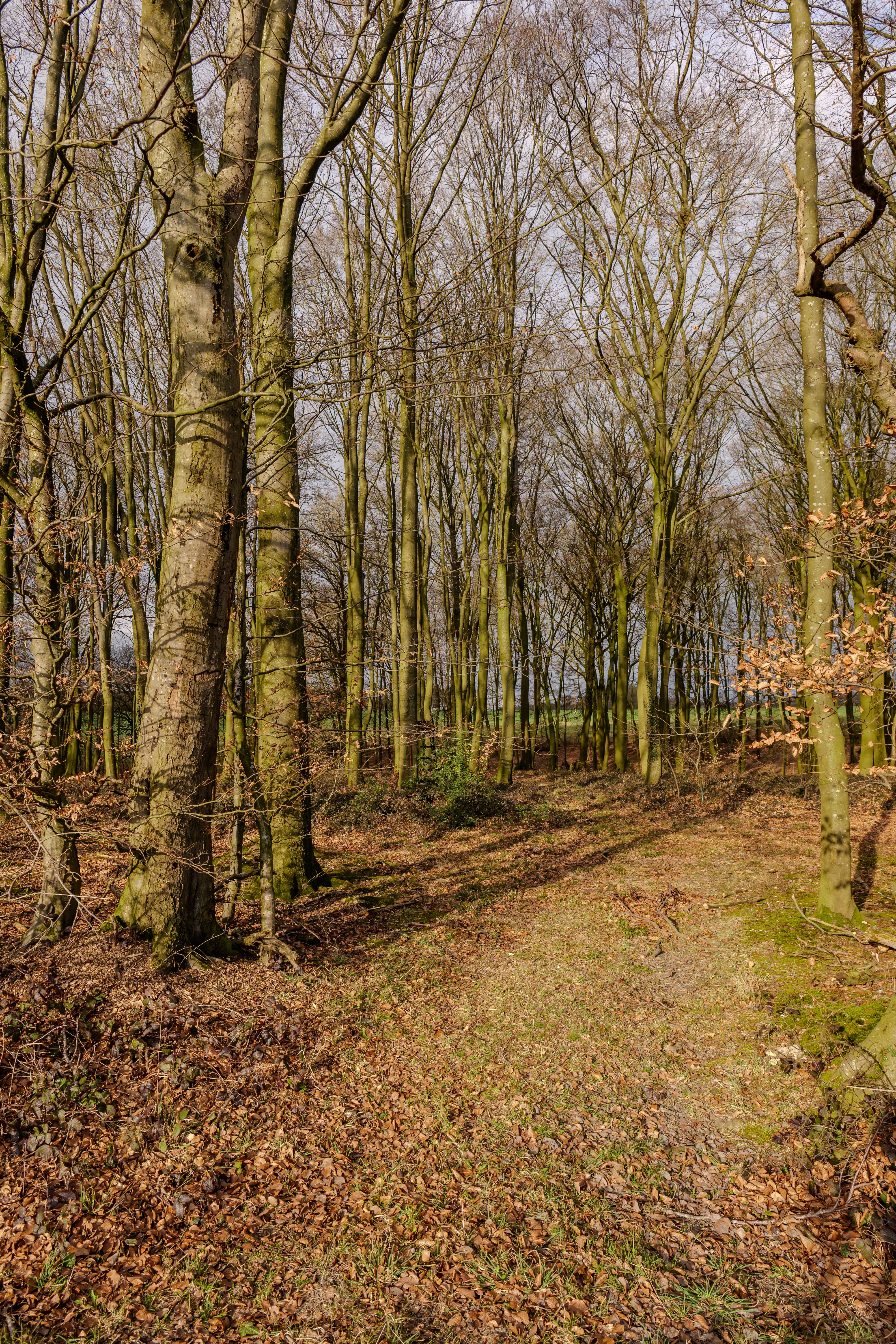 Un Sendero Sereno A Través De Un Bosque Sin Hojas A Principios De La ...