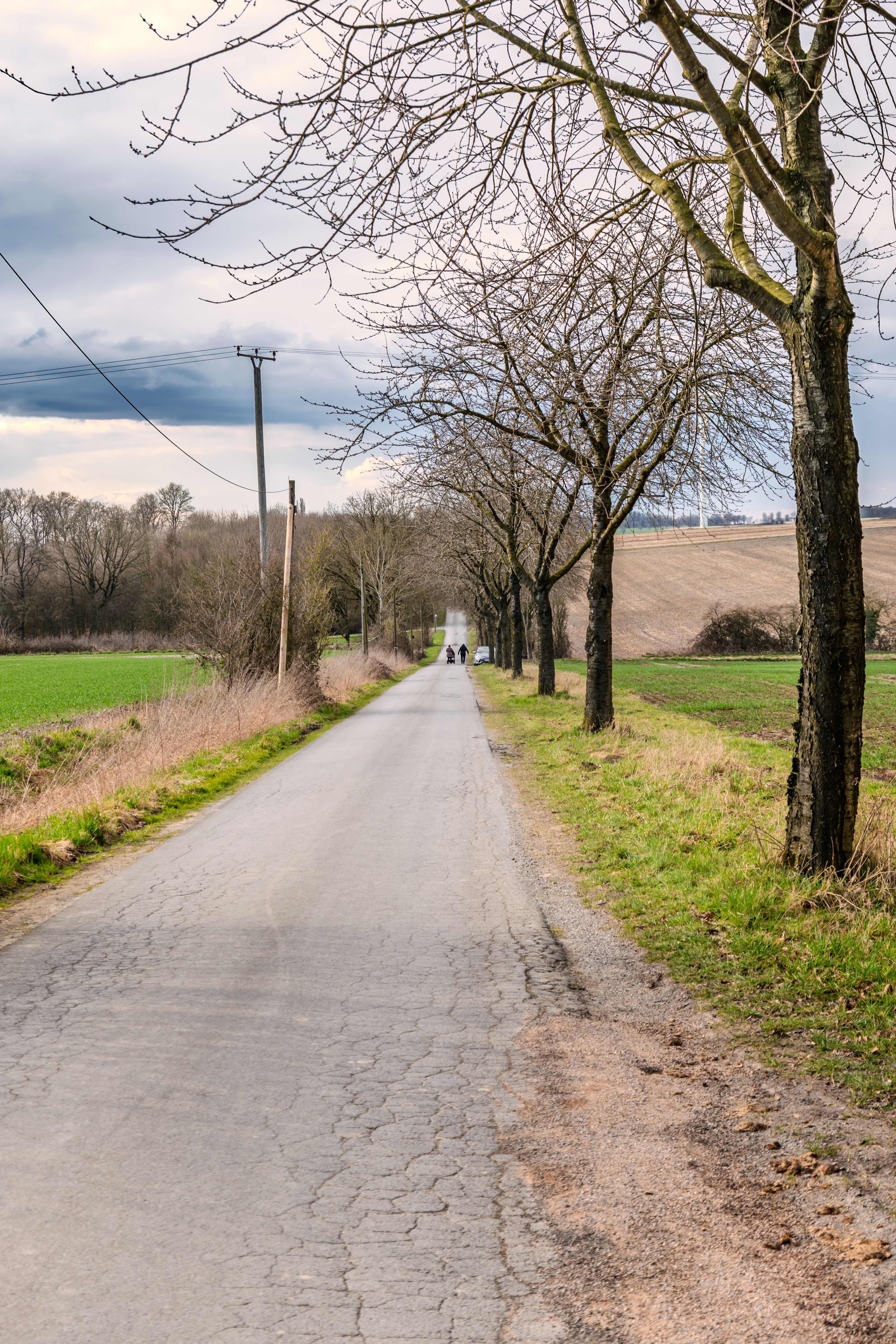 Peaceful Country Road Lined with Trees in Spring · Free Stock Photo