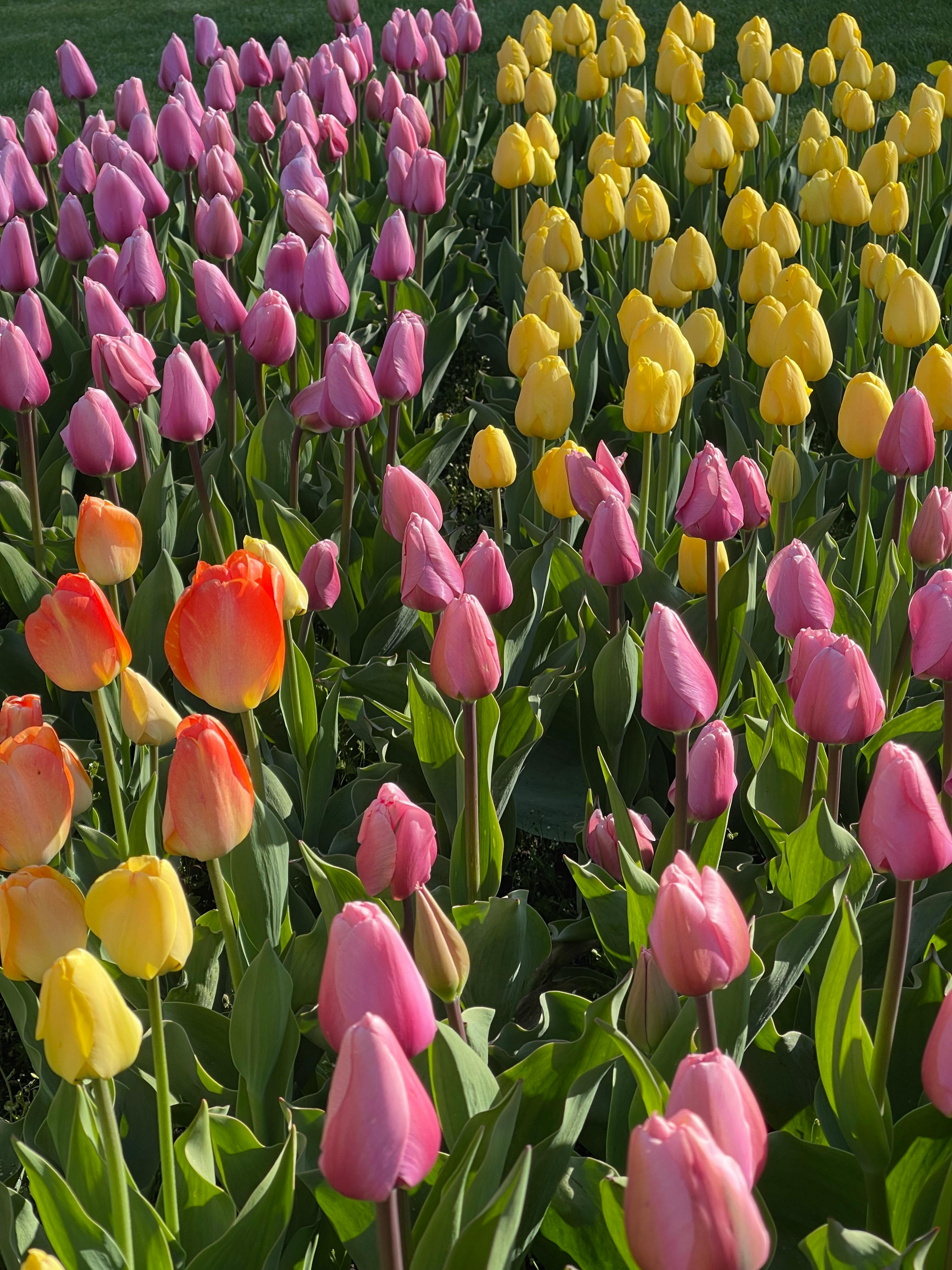 Pretty Blooms Photos, Download The BEST Free Pretty Blooms Stock Photos ...