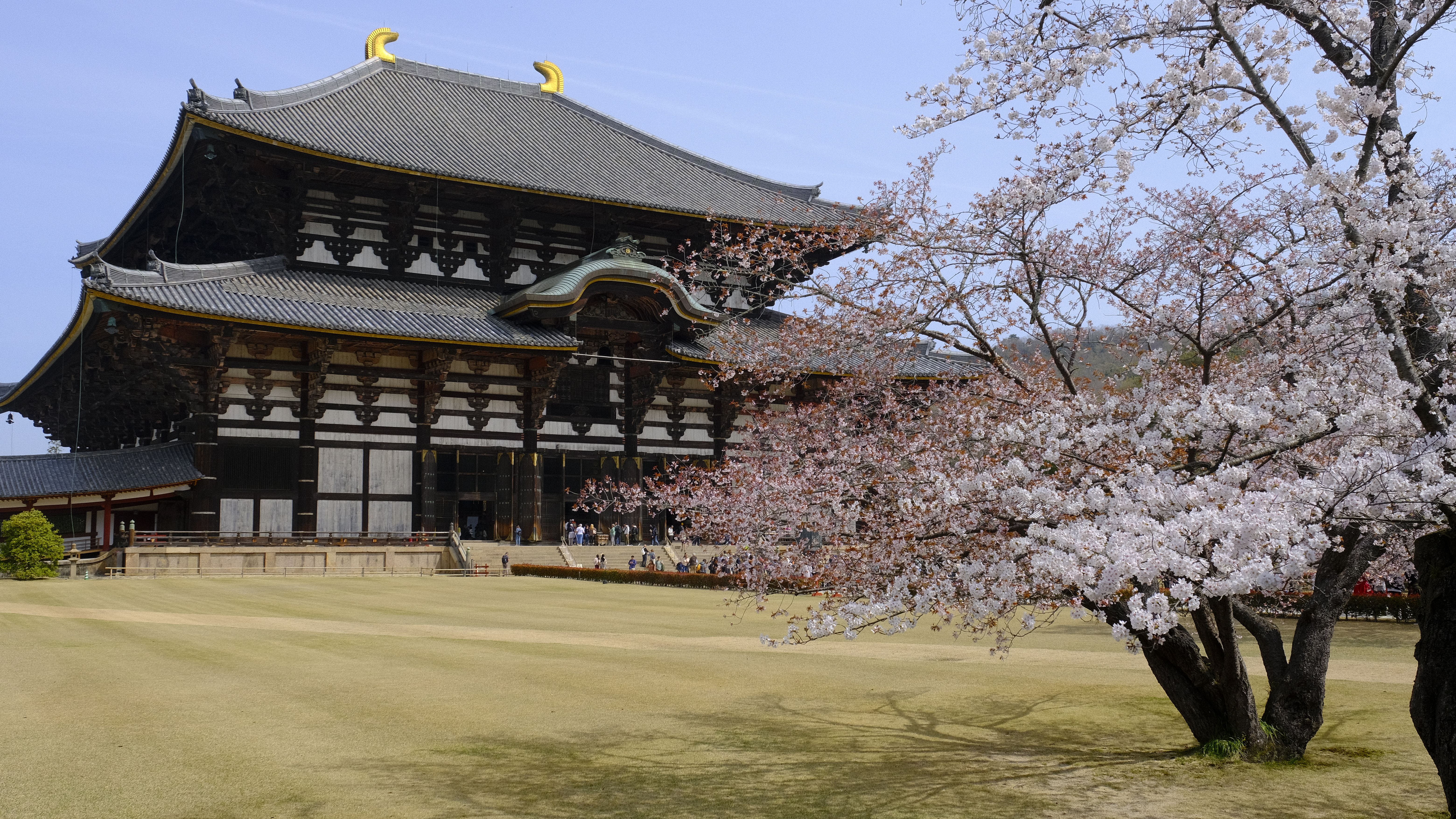 Todaiji Temple with Cherry Blossoms in Nara, Japan · Free Stock Photo