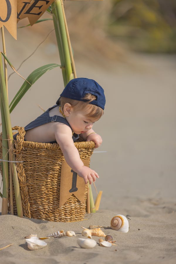 Seashells Photos, Download The BEST Free Seashells Stock Photos & HD Images