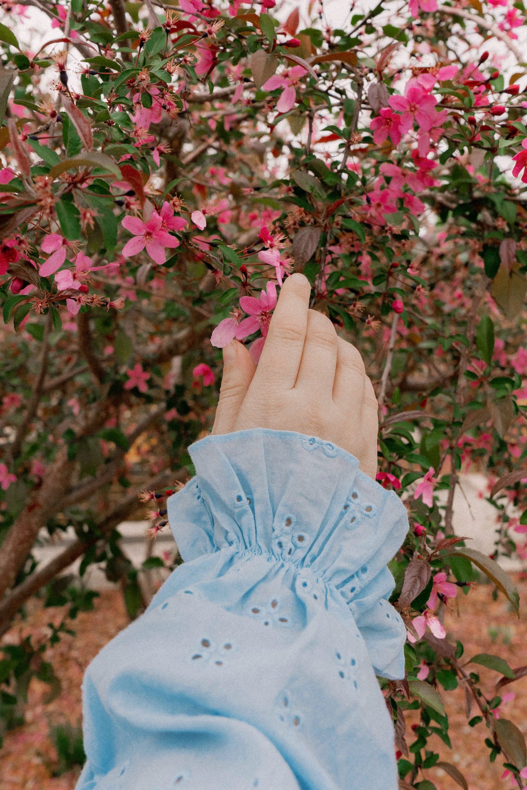 Hand Touching Vibrant Spring Blossoms · Free Stock Photo