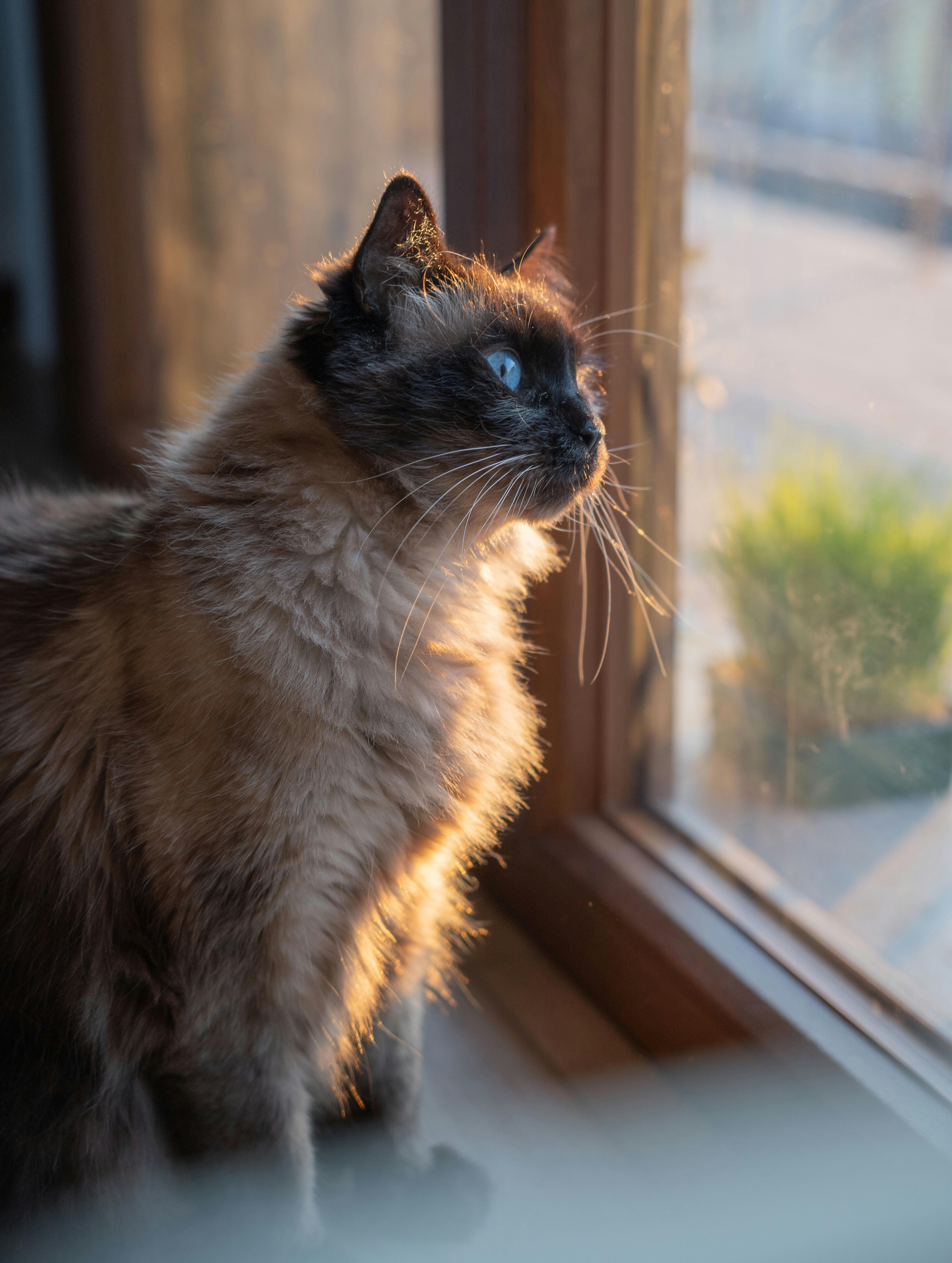 Cat Pfp Photos, Download The BEST Free Cat Pfp Stock Photos & HD Images