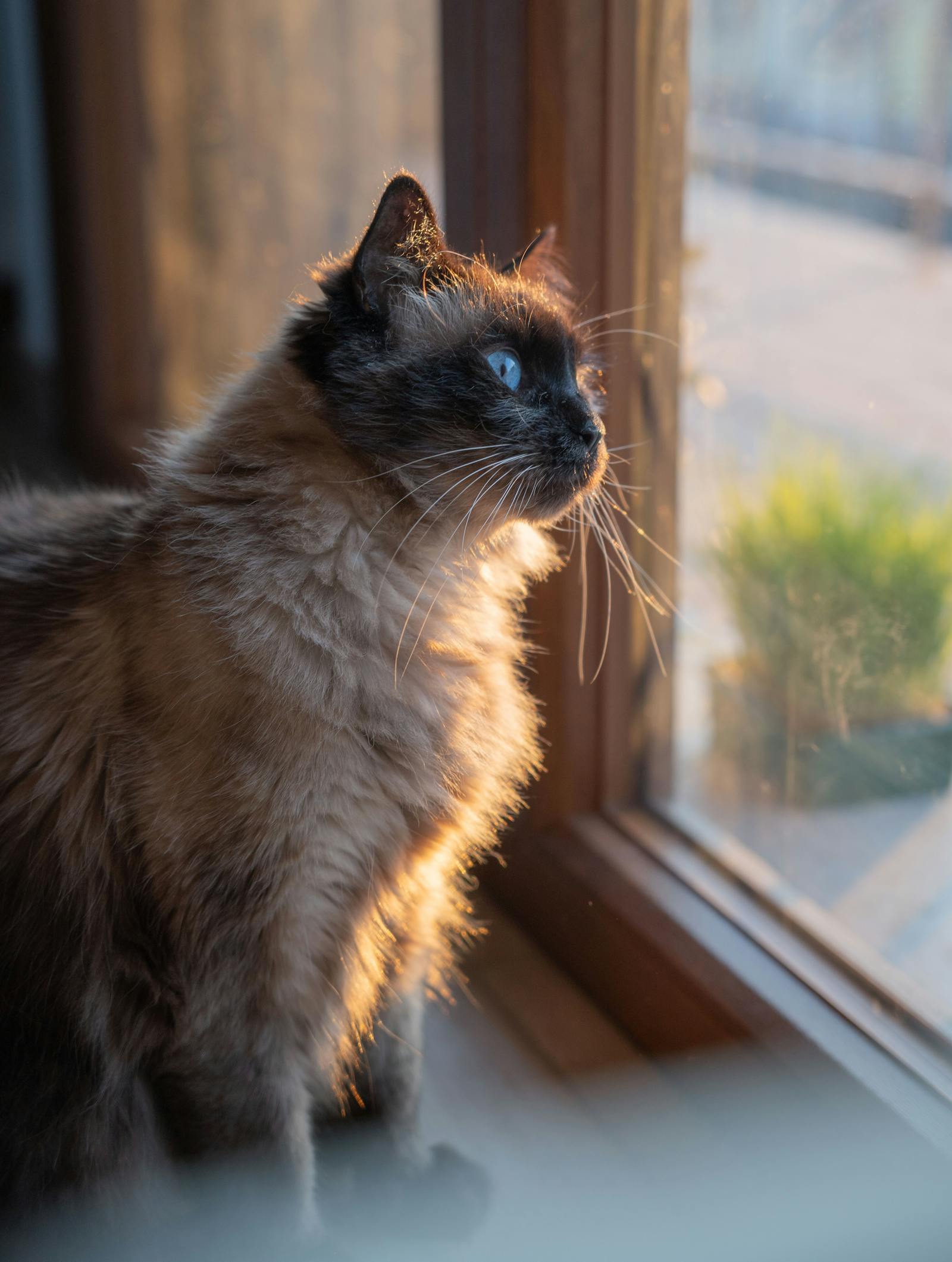 Cat Pfp Photos, Download The BEST Free Cat Pfp Stock Photos & HD Images