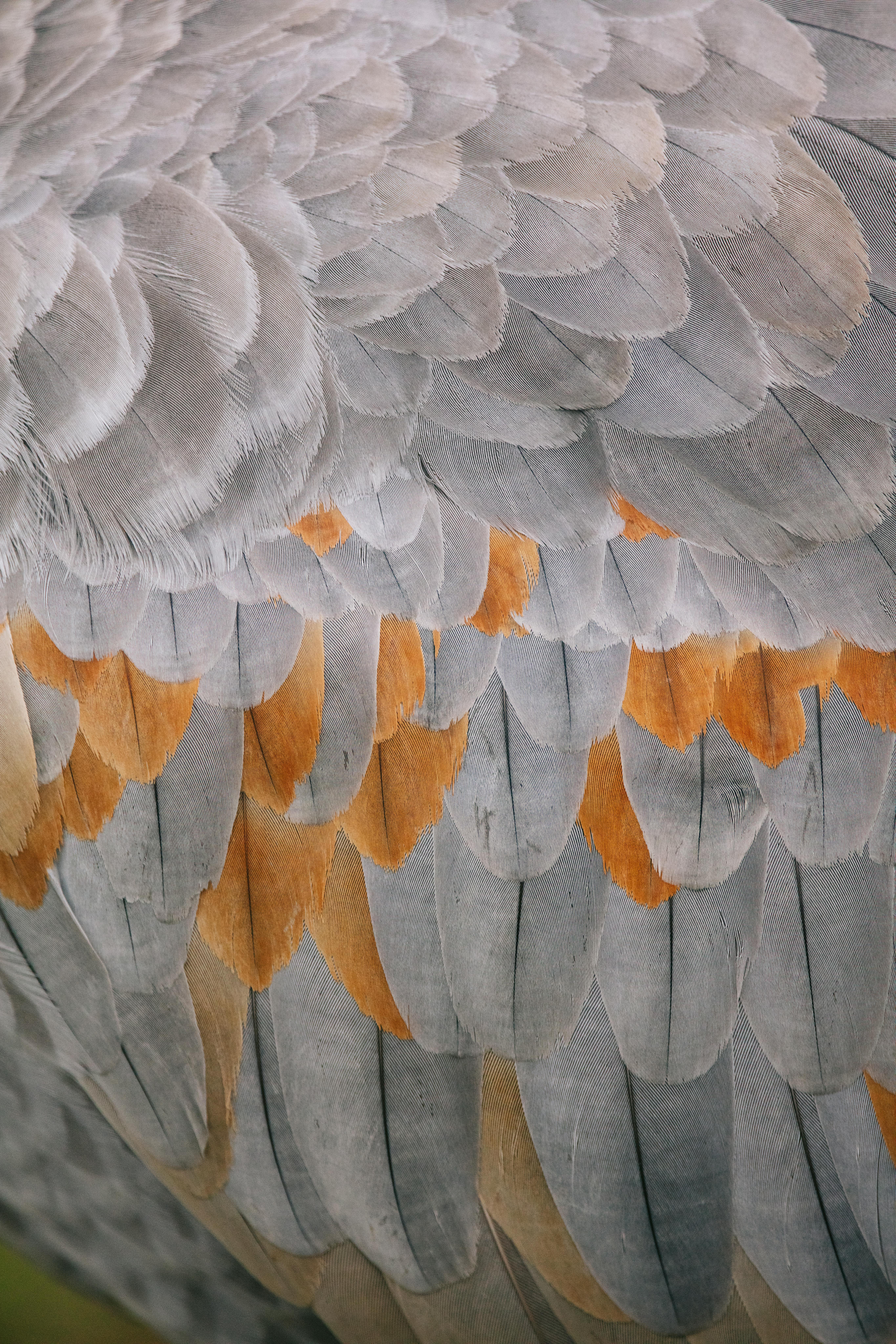 Close-Up of Sandhill Crane Feathers in Michigan · Free Stock Photo
