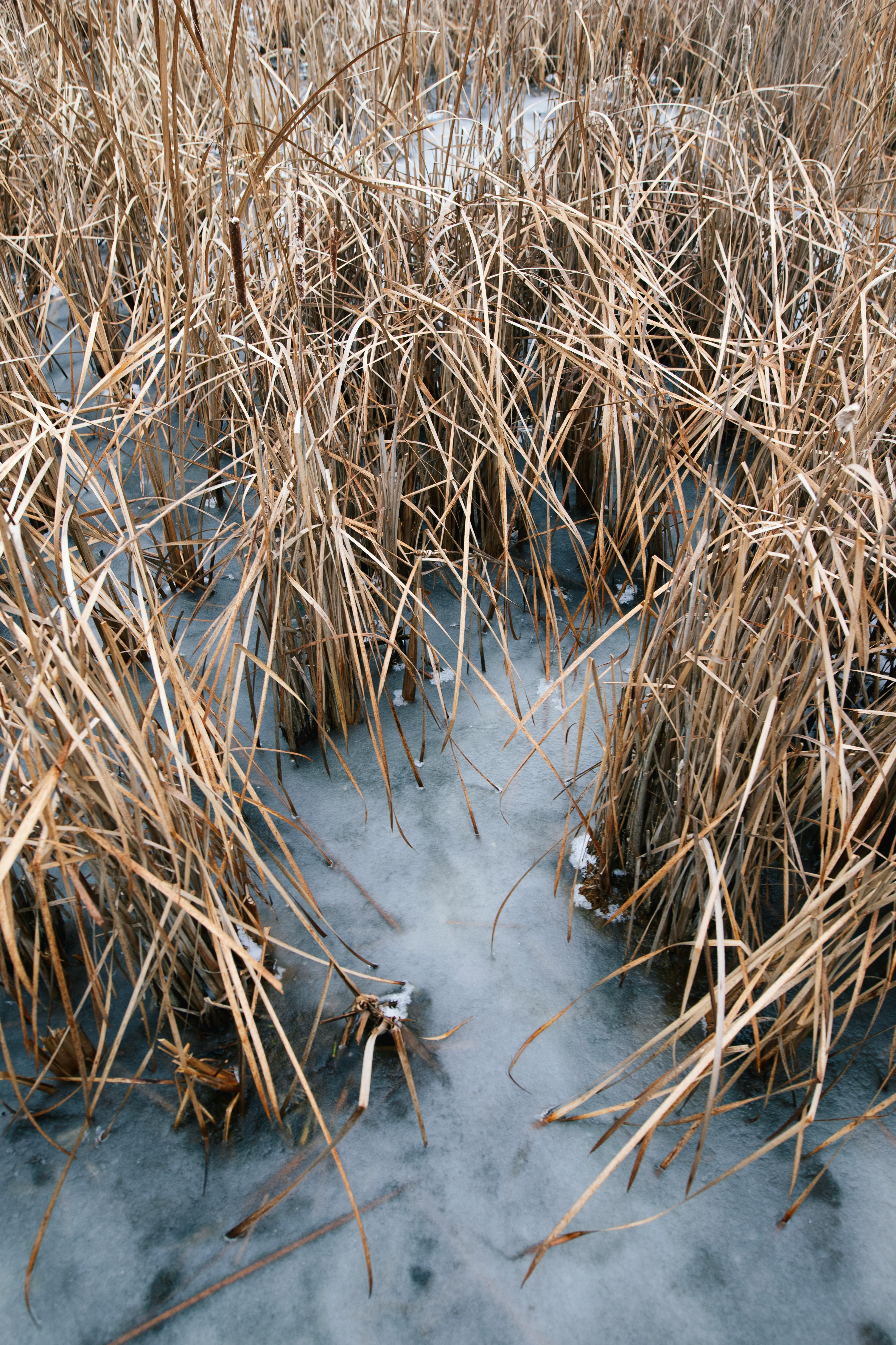 Winter Cattails in Frozen Michigan Wetland · Free Stock Photo