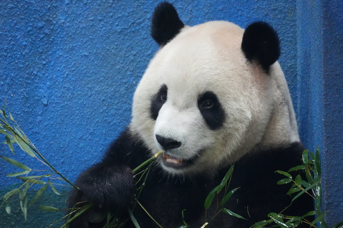 Giant Panda Photos, Download The BEST Free Giant Panda Stock Photos ...