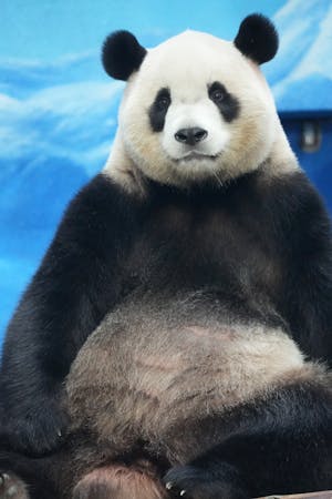 Giant Panda Photos, Download The BEST Free Giant Panda Stock Photos ...