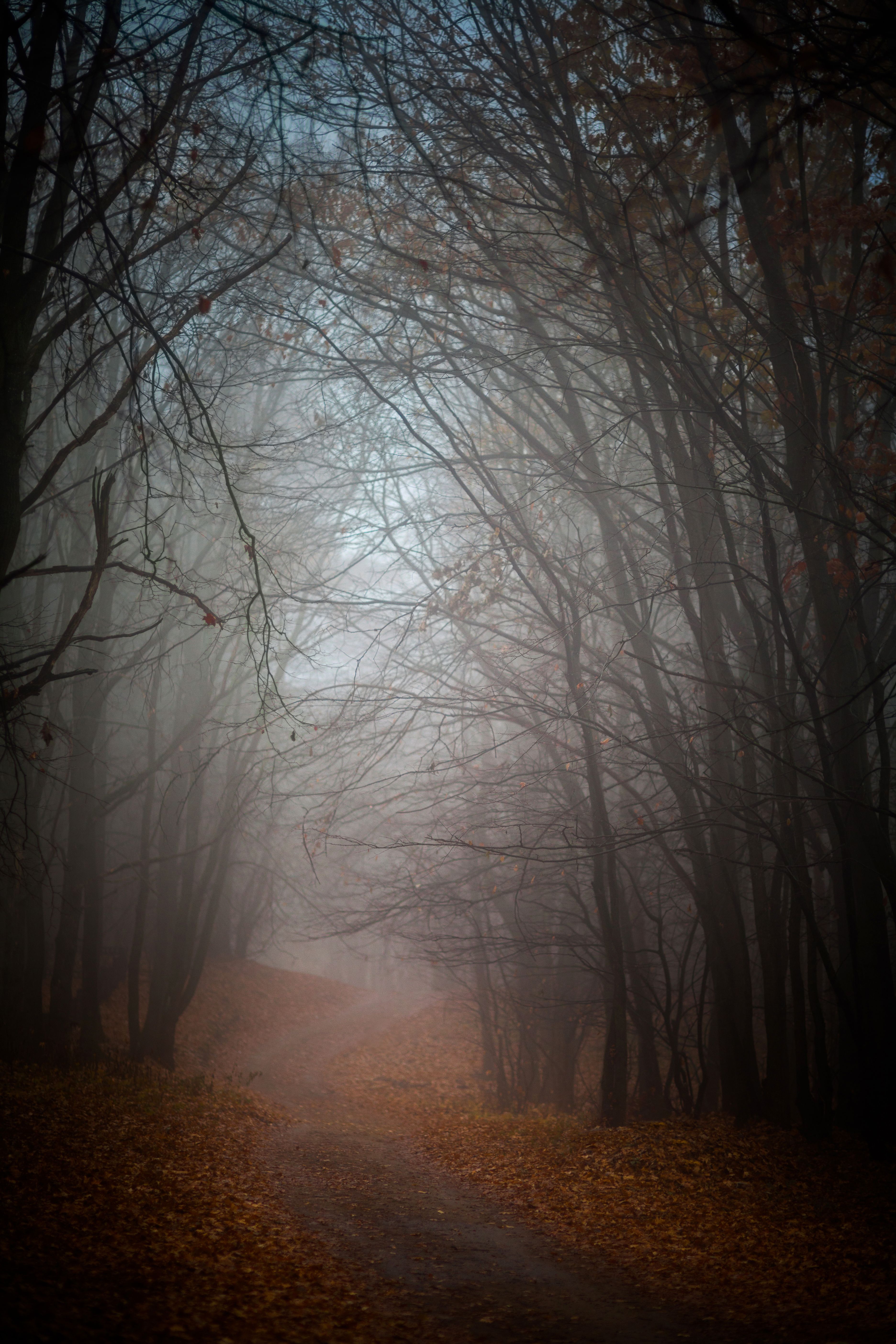 1000+ Fotos de Niebla · Pexels · Fotos de stock gratis