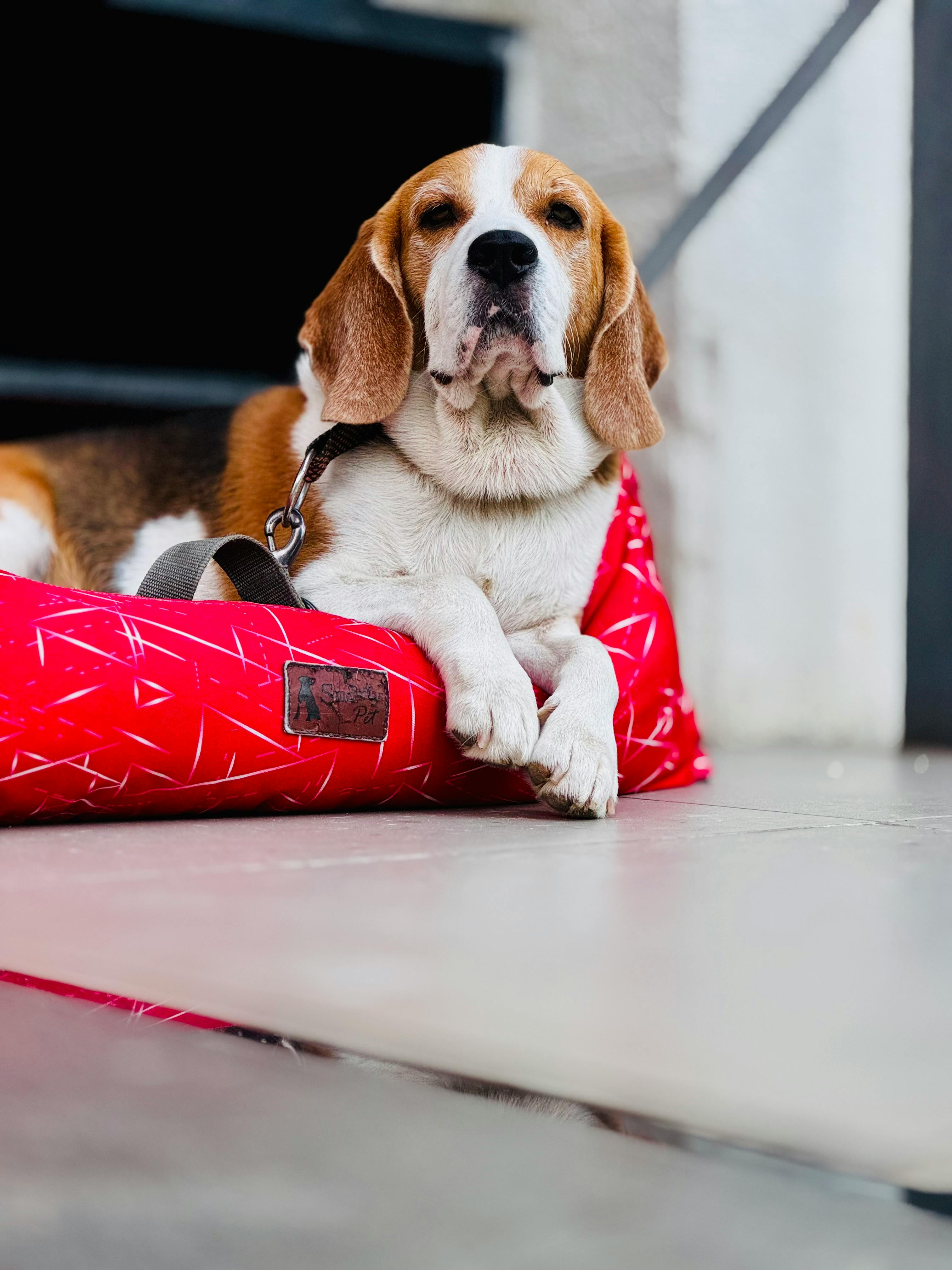 Beagle resting on a vibrant red dog bed indoors · Free Stock Photo