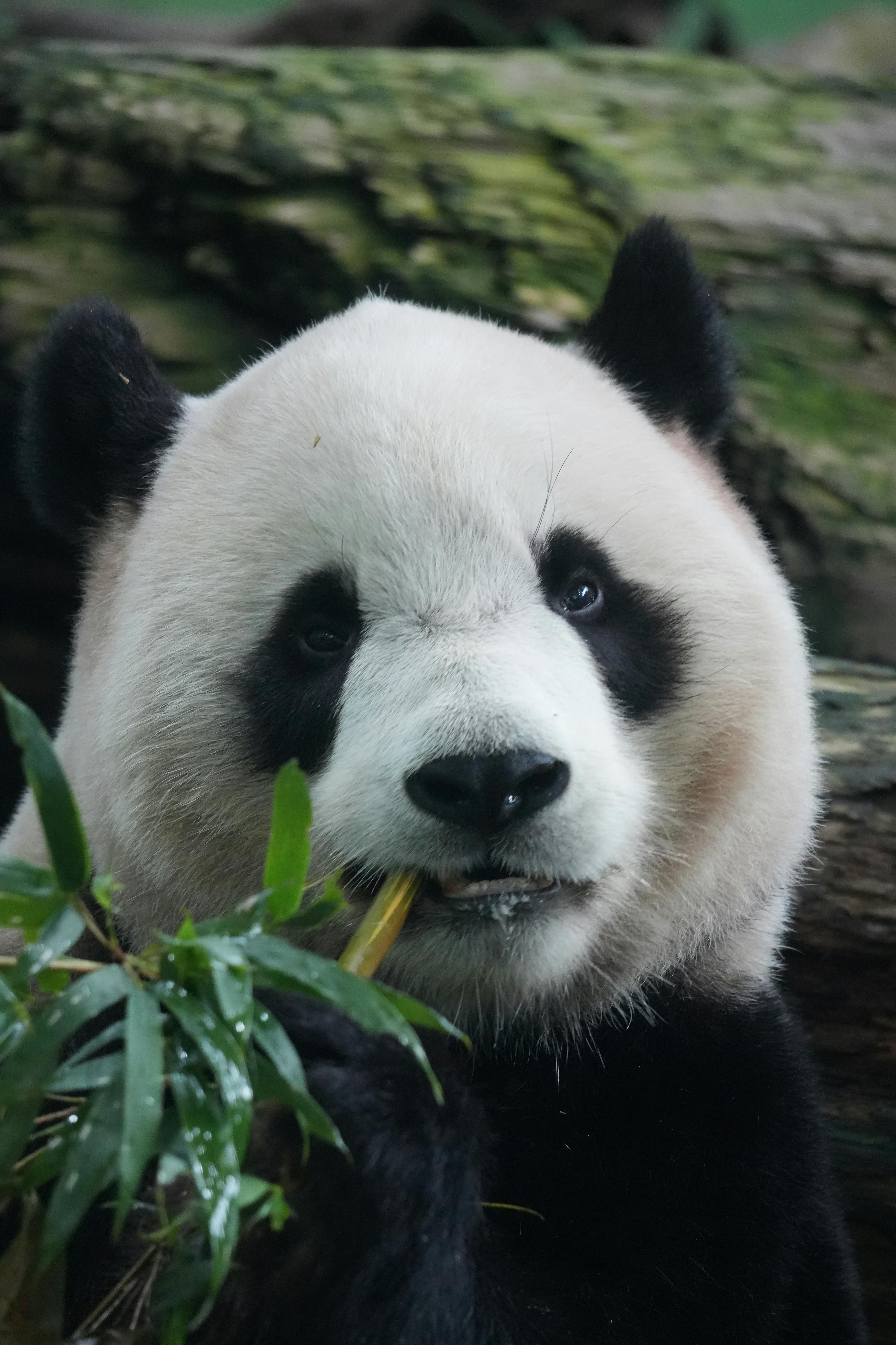 Panda Black And White Photos, Download The BEST Free Panda Black And ...