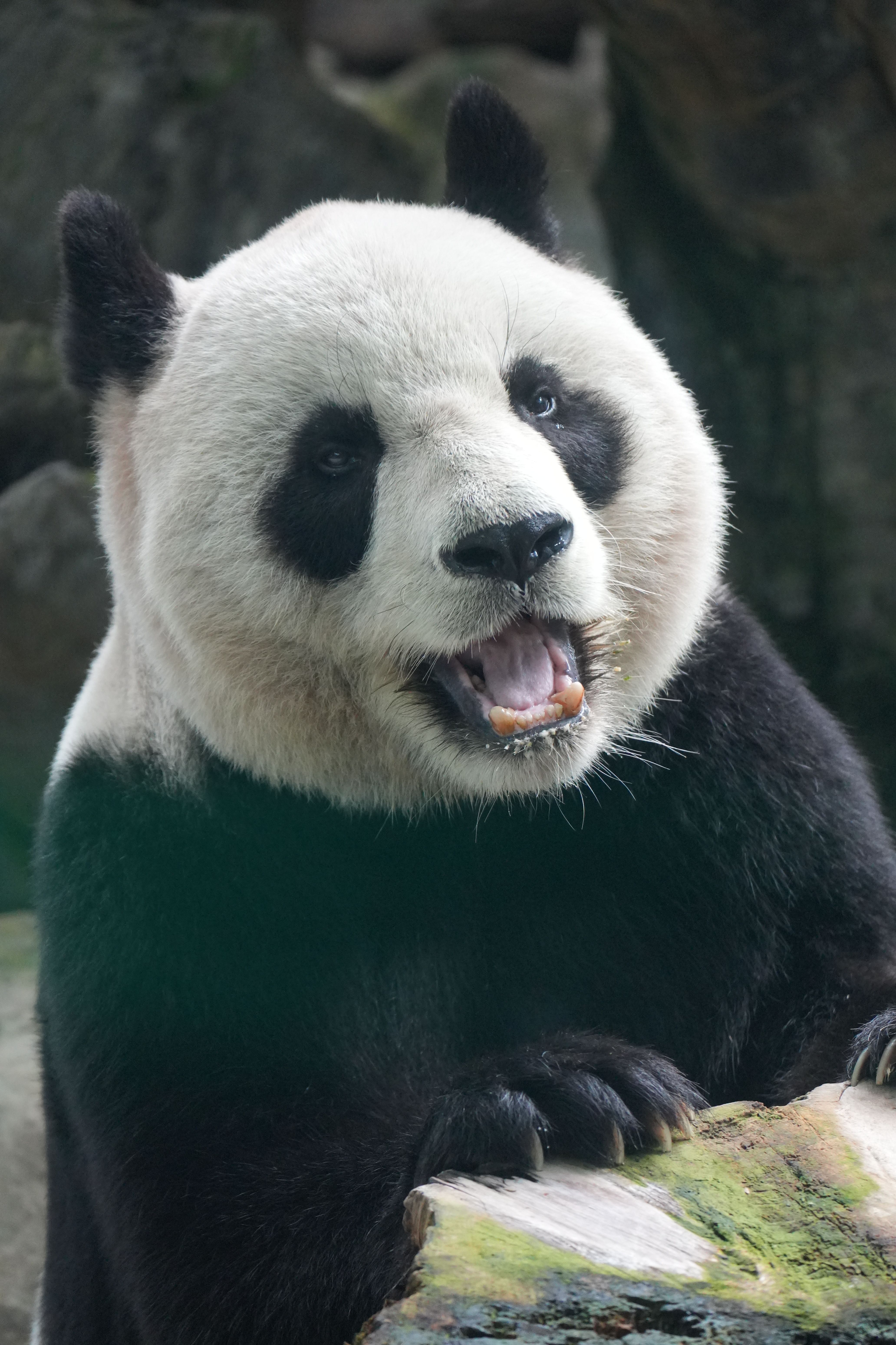 Close-Up of Giant Panda in Natural Habitat · Free Stock Photo