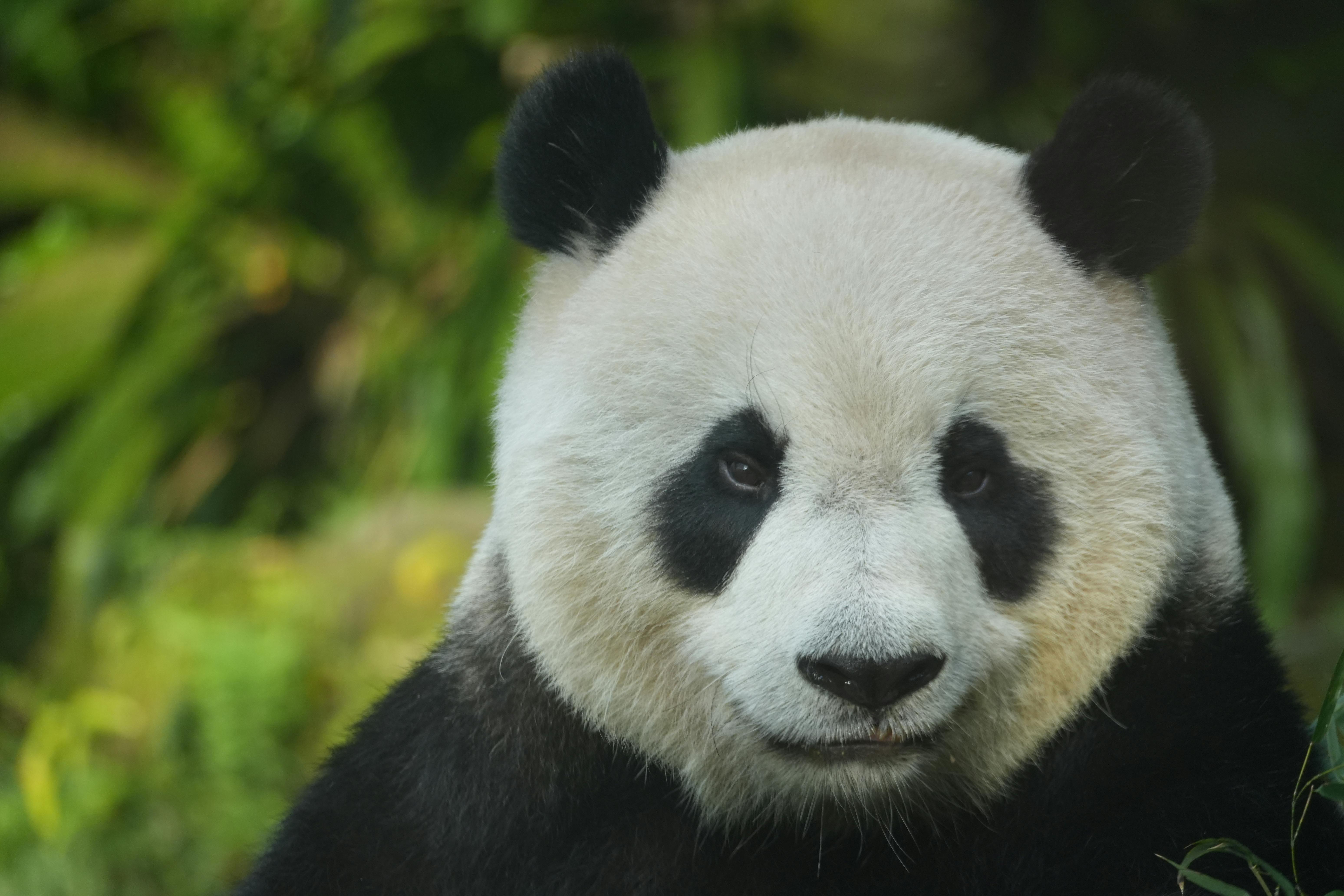 Close Up Portrait Of A Giant Panda In Nature Free Stock Photo