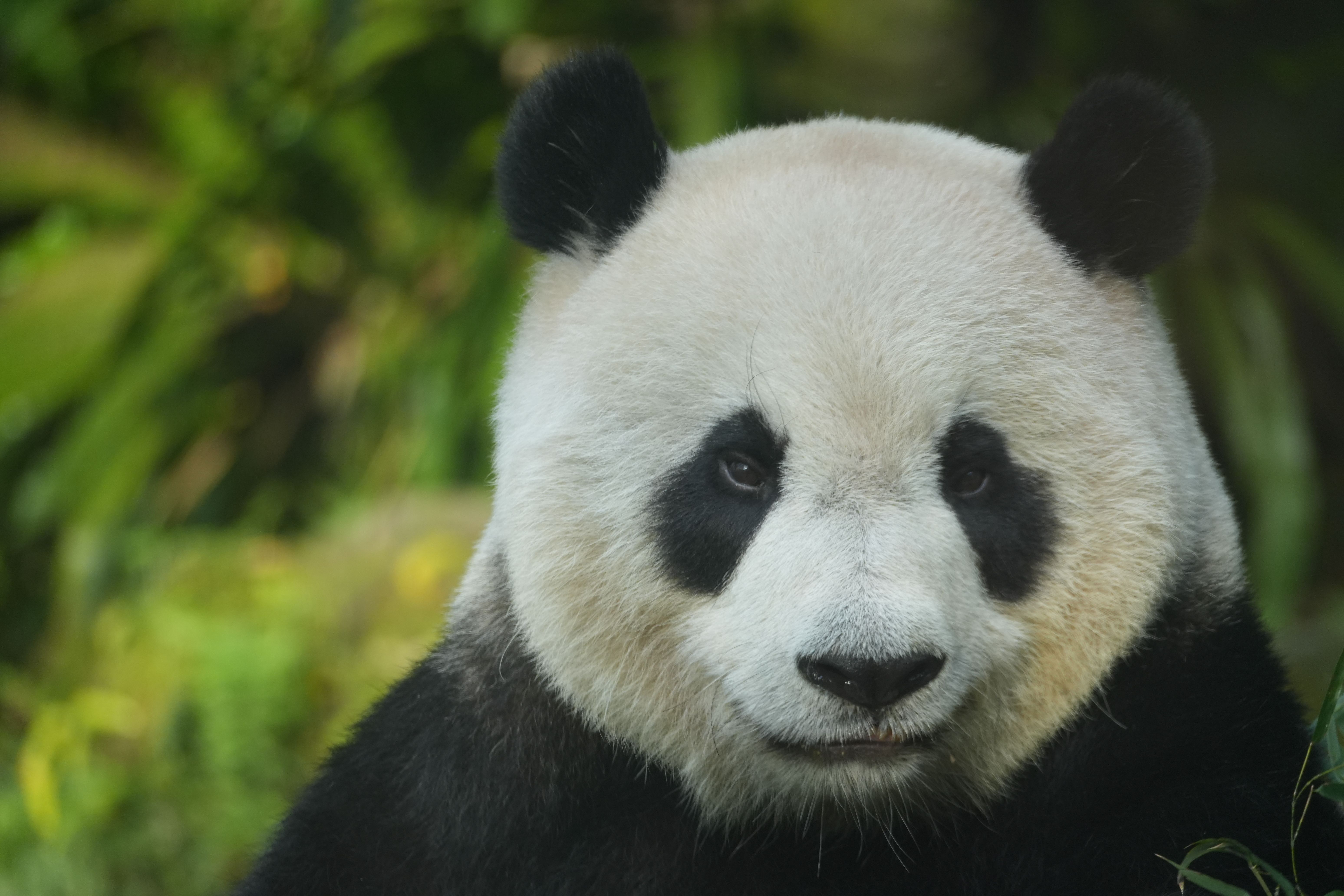 Panda Face Photos, Download The BEST Free Panda Face Stock Photos & HD ...