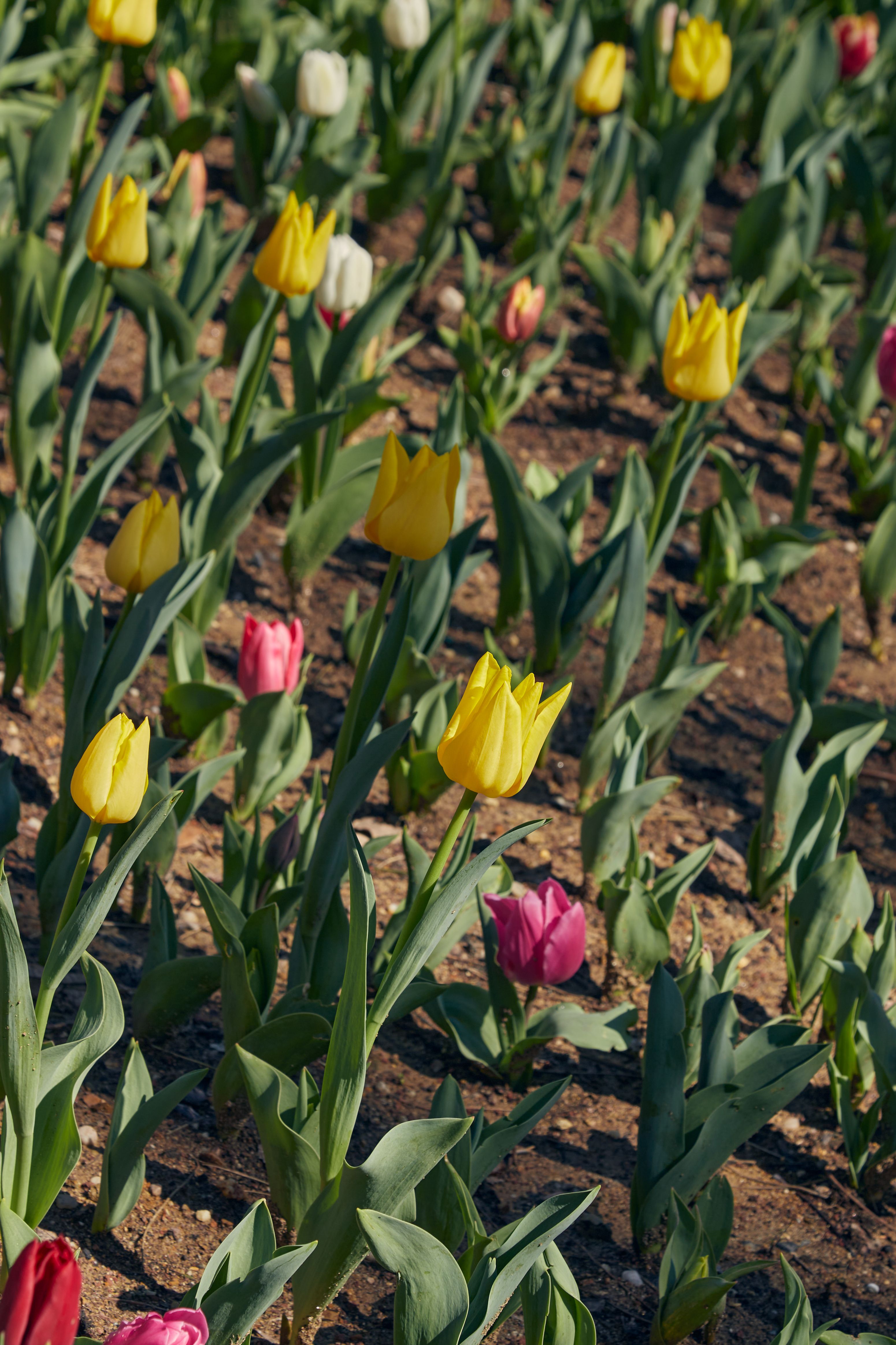 Tulipsgarden Photos, Download The BEST Free Tulipsgarden Stock Photos ...
