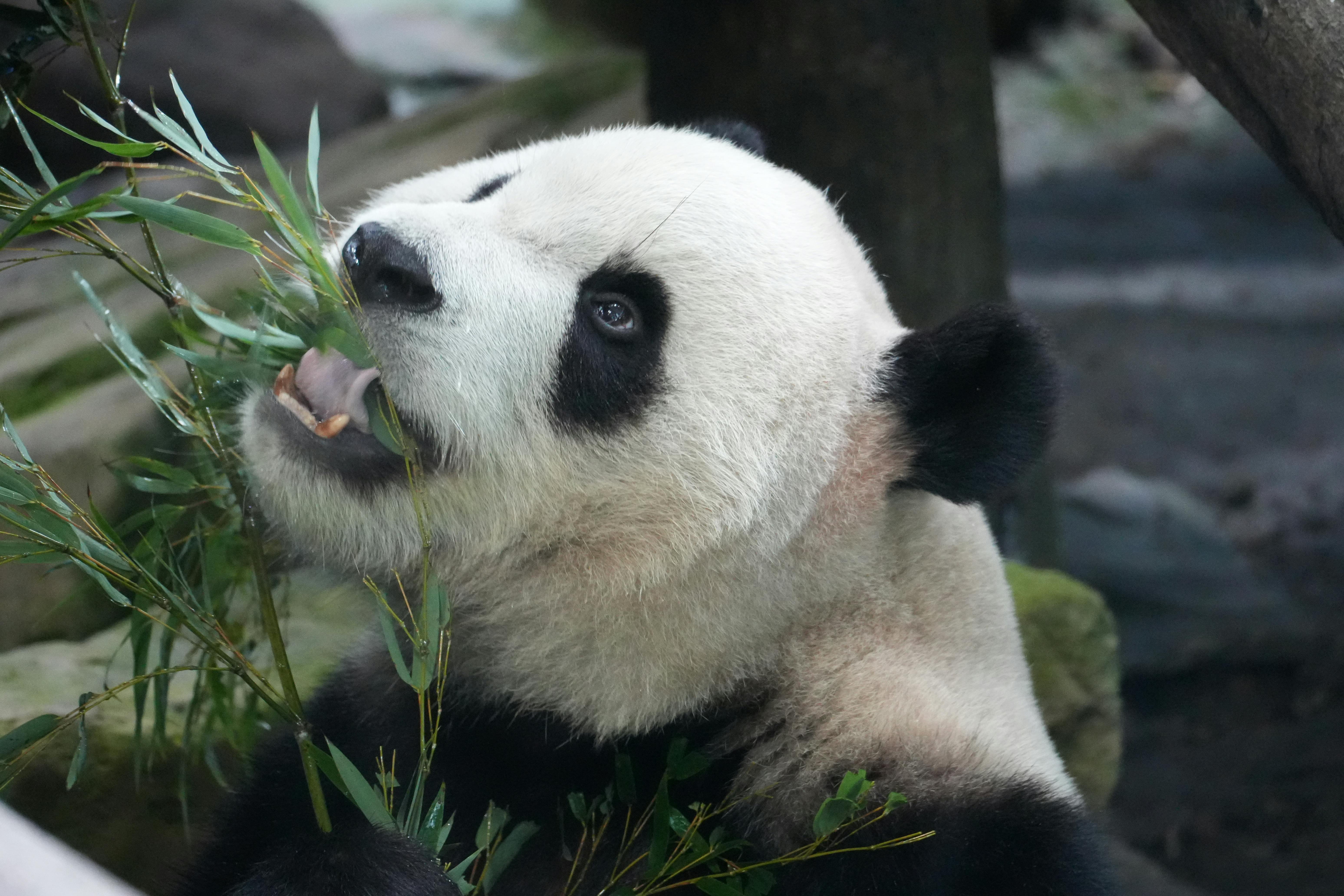 Giant Panda Eating Bamboo in Natural Habitat · Free Stock Photo