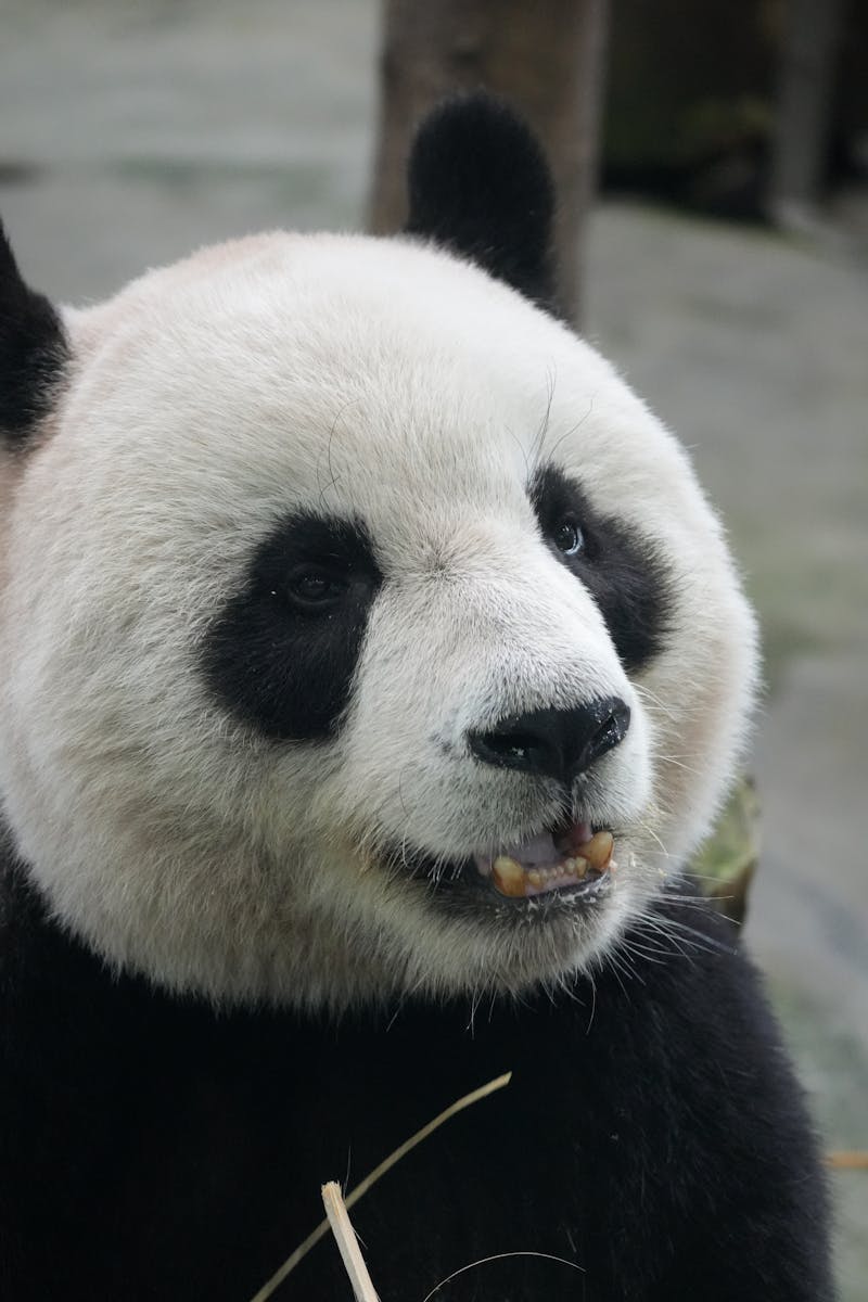 Panda Bear Photos, Download The BEST Free Panda Bear Stock Photos & HD ...