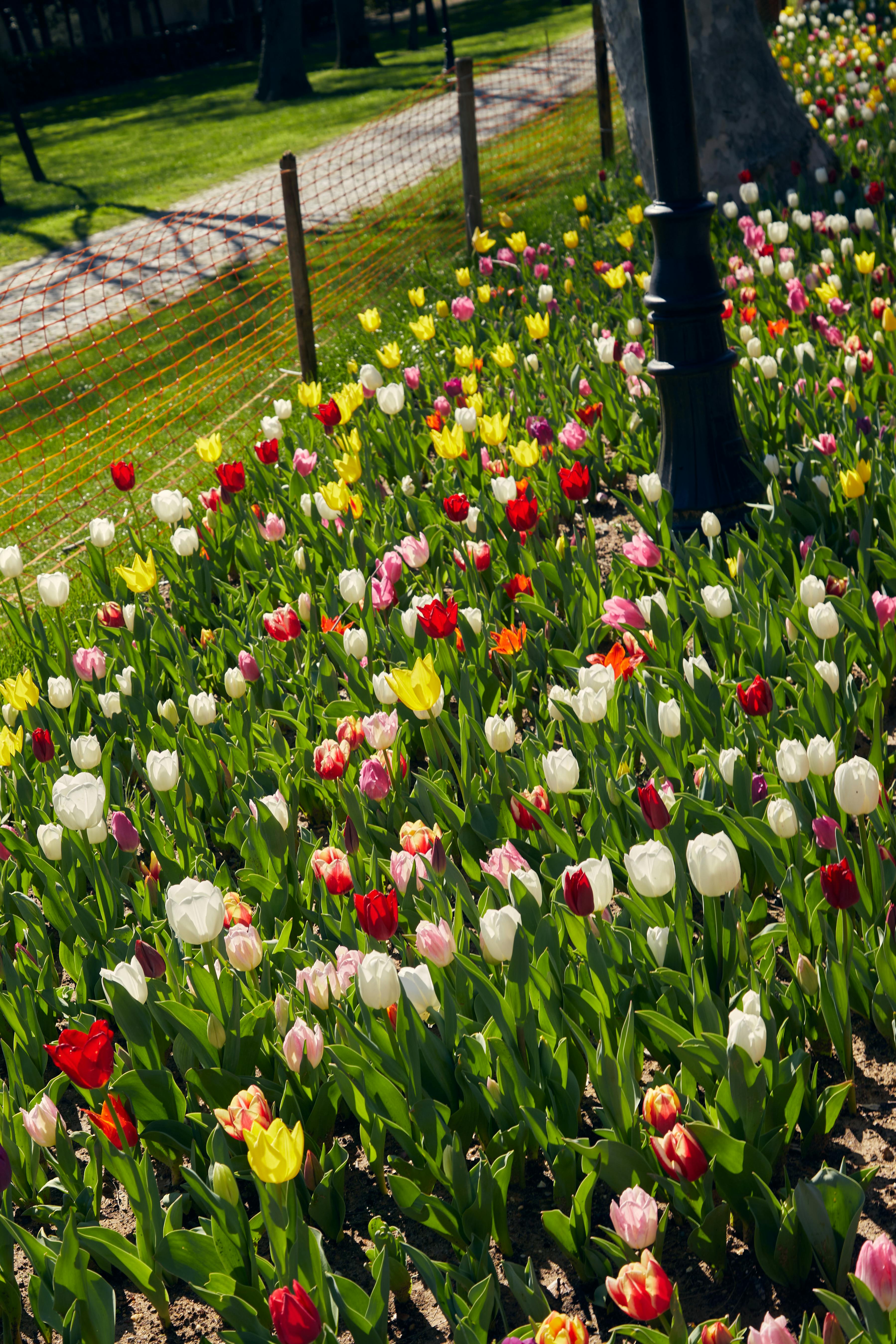 Vibrant Tulip Garden in Bloom Outdoors · Free Stock Photo