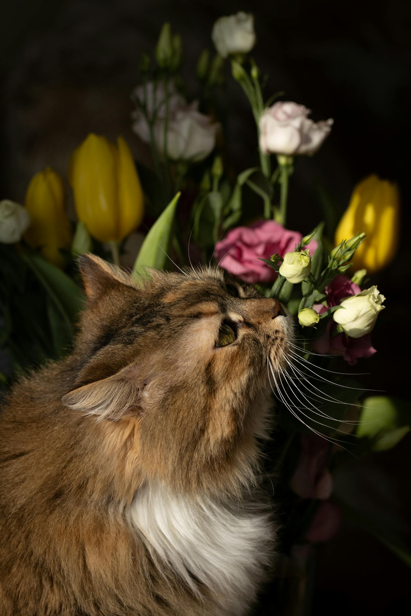 Cat Pfp Photos, Download The BEST Free Cat Pfp Stock Photos & HD Images