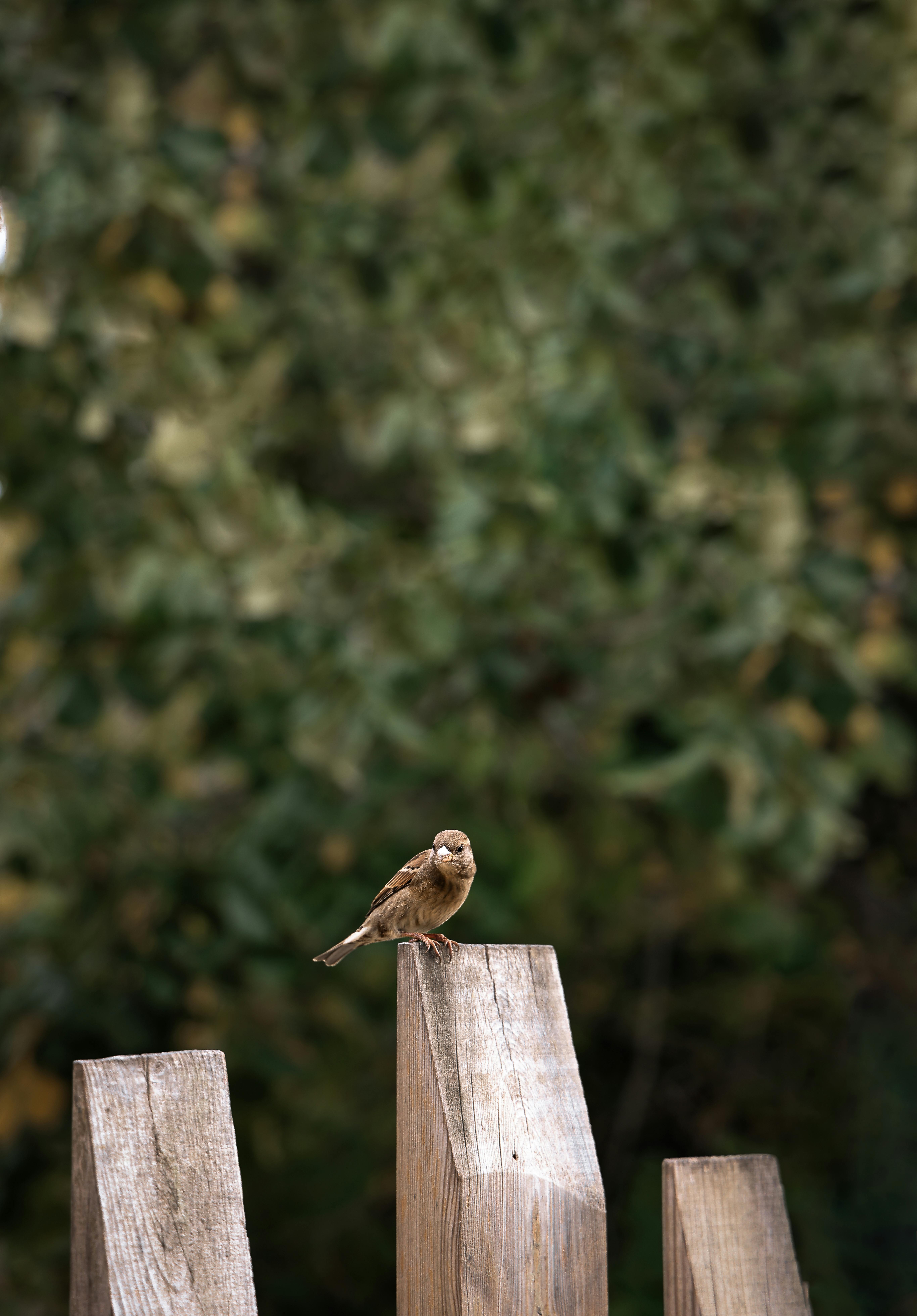 Sparrow Perched on Wooden Post Outdoors · Free Stock Photo