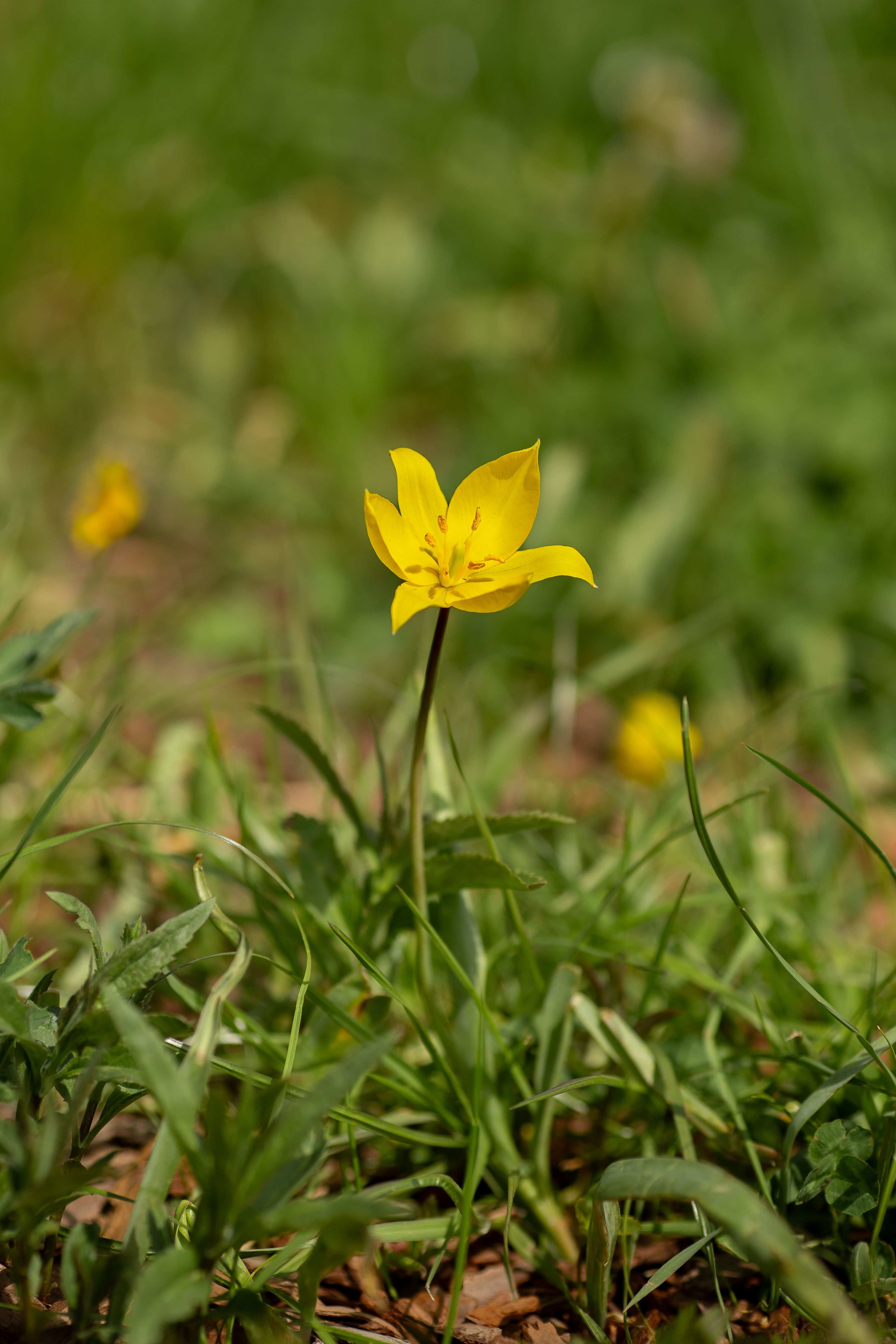 Tulipán Amarillo Brillante En Un Prado Primaveral · Foto de stock gratuita