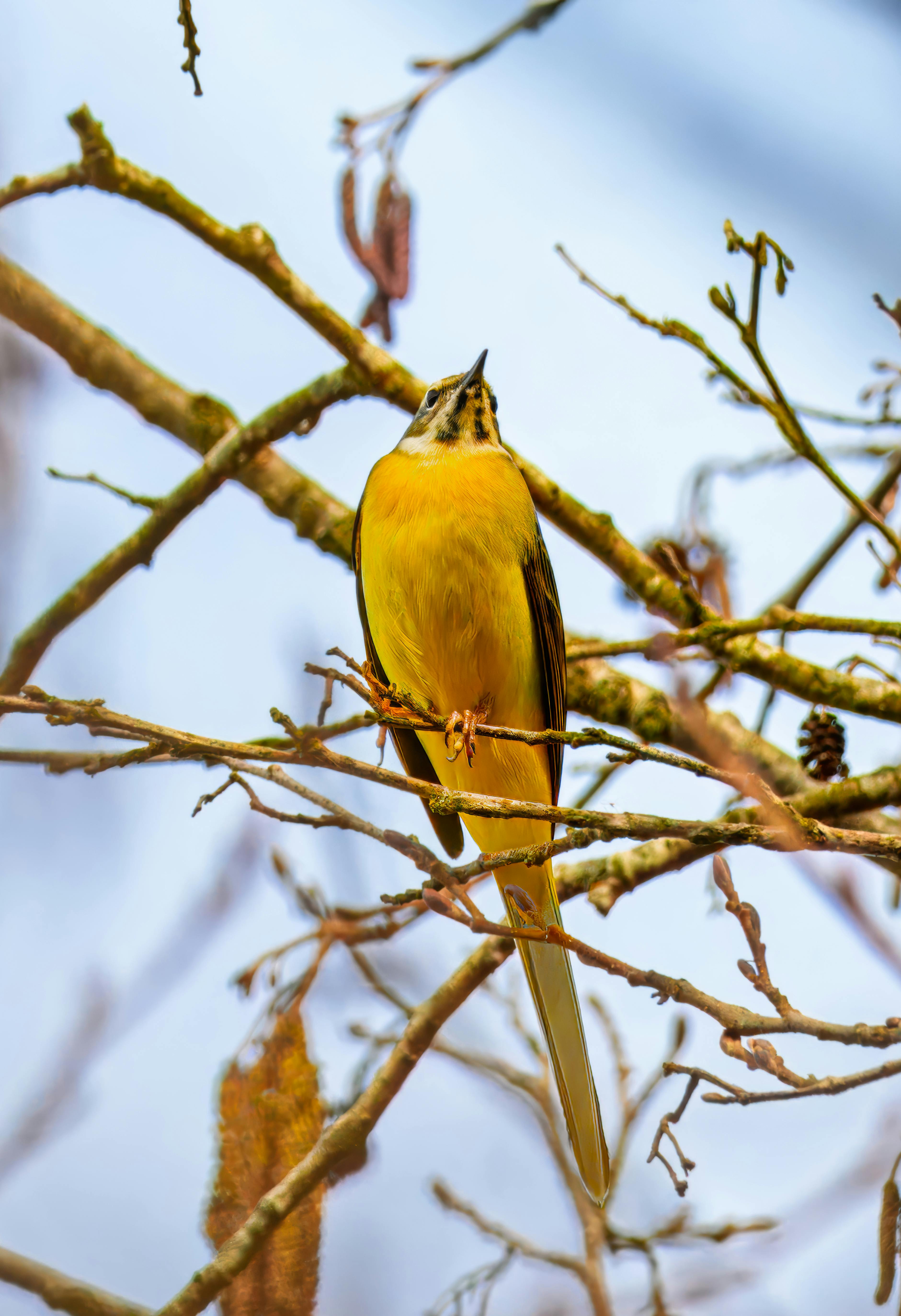 Vibrant Yellow Bird Perched on Tree Branches · Free Stock Photo