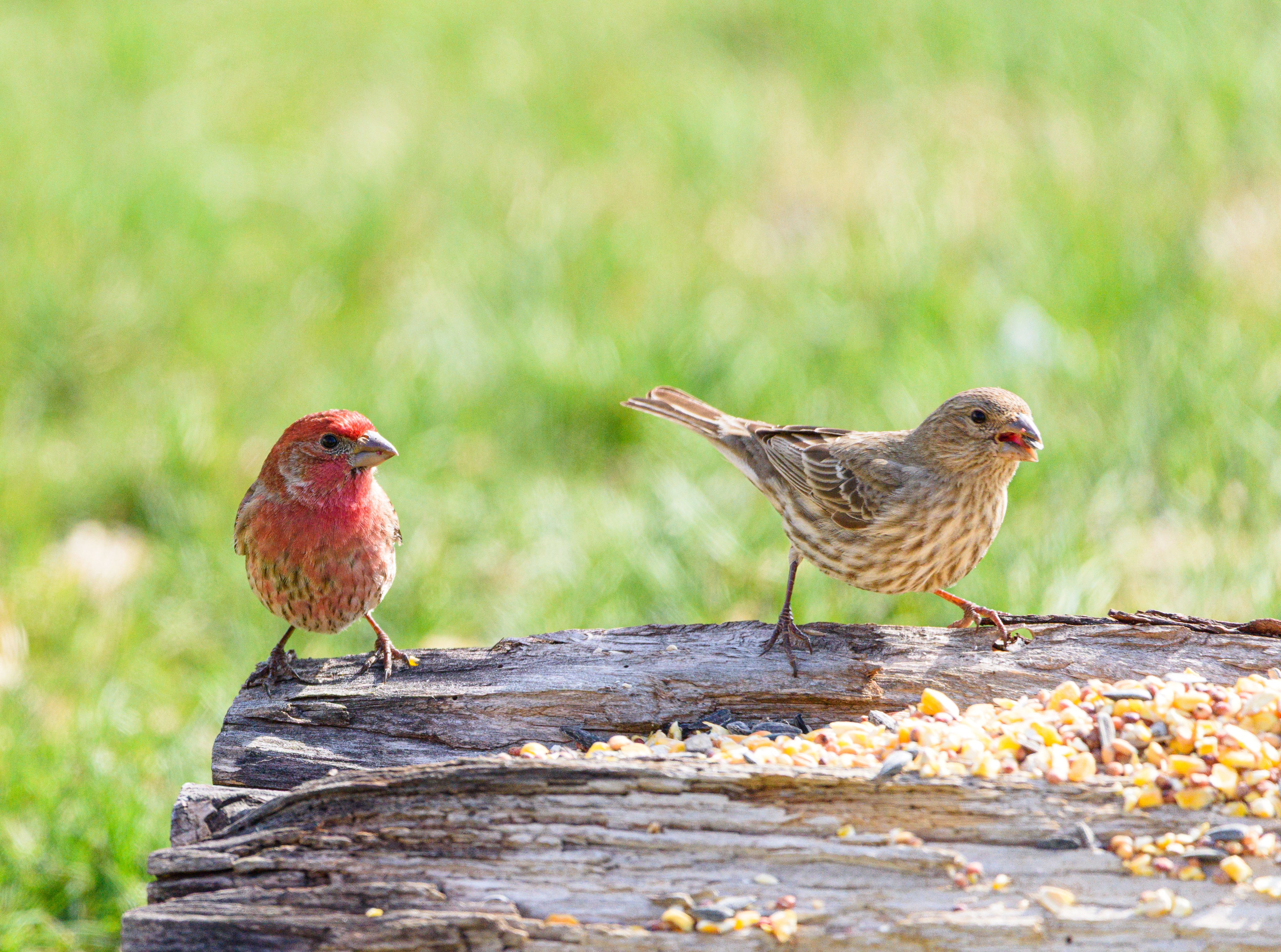 Pair of House Finches on a Log Eating Seeds · Free Stock Photo