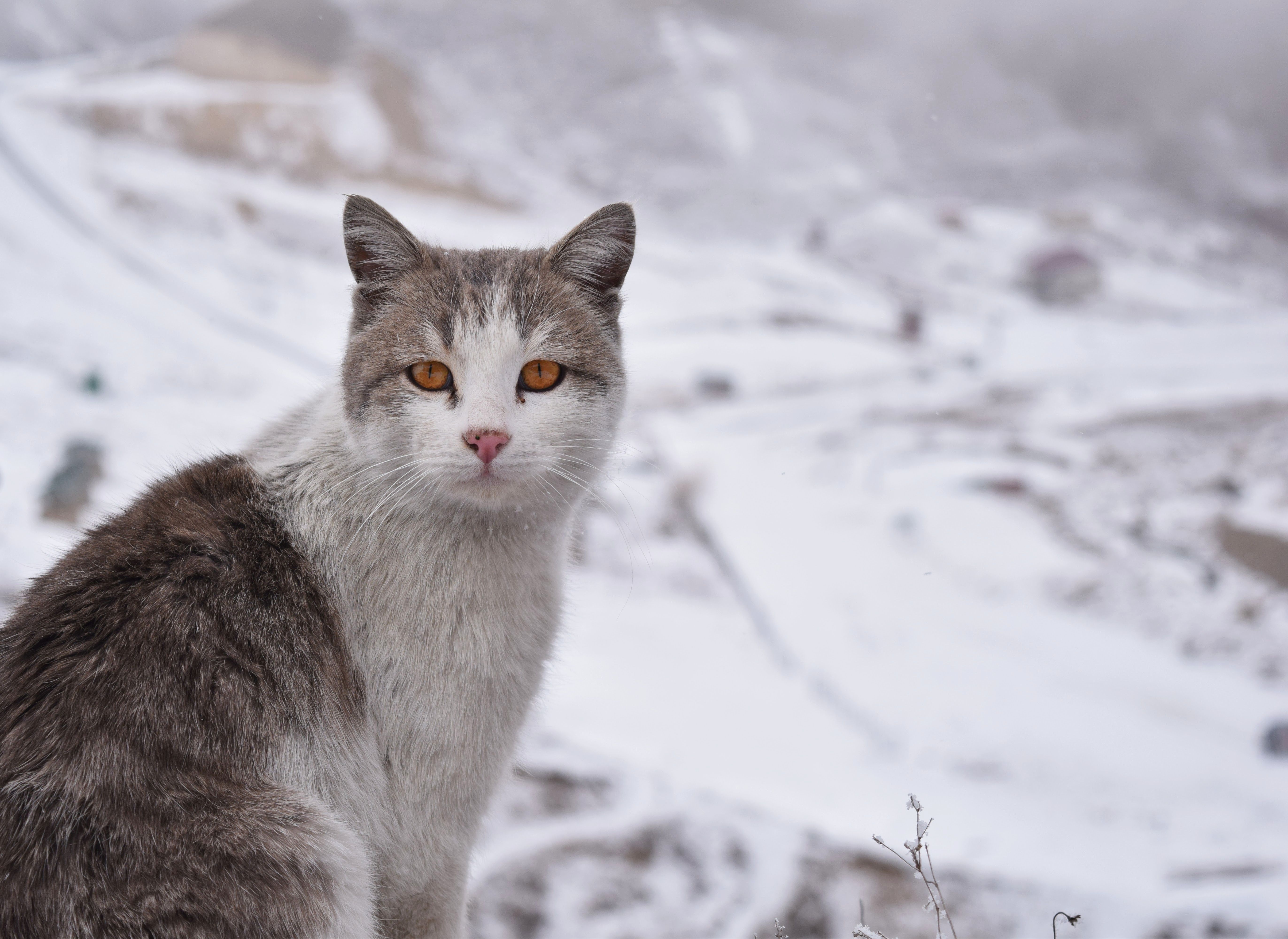 Domestic Cat in Snowy Winter Landscape · Free Stock Photo