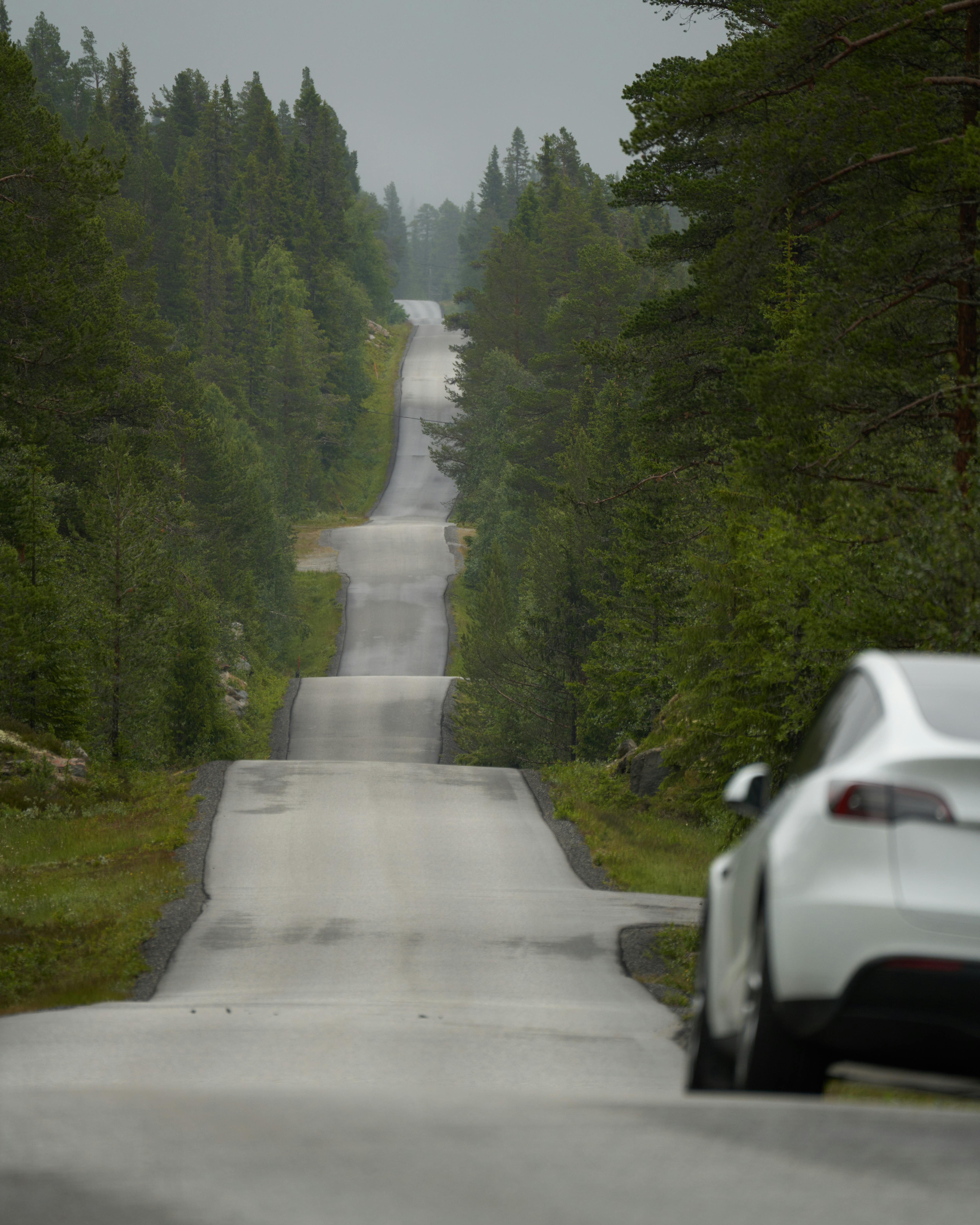 Scenic Open Road Through Norwegian Forest · Free Stock Photo