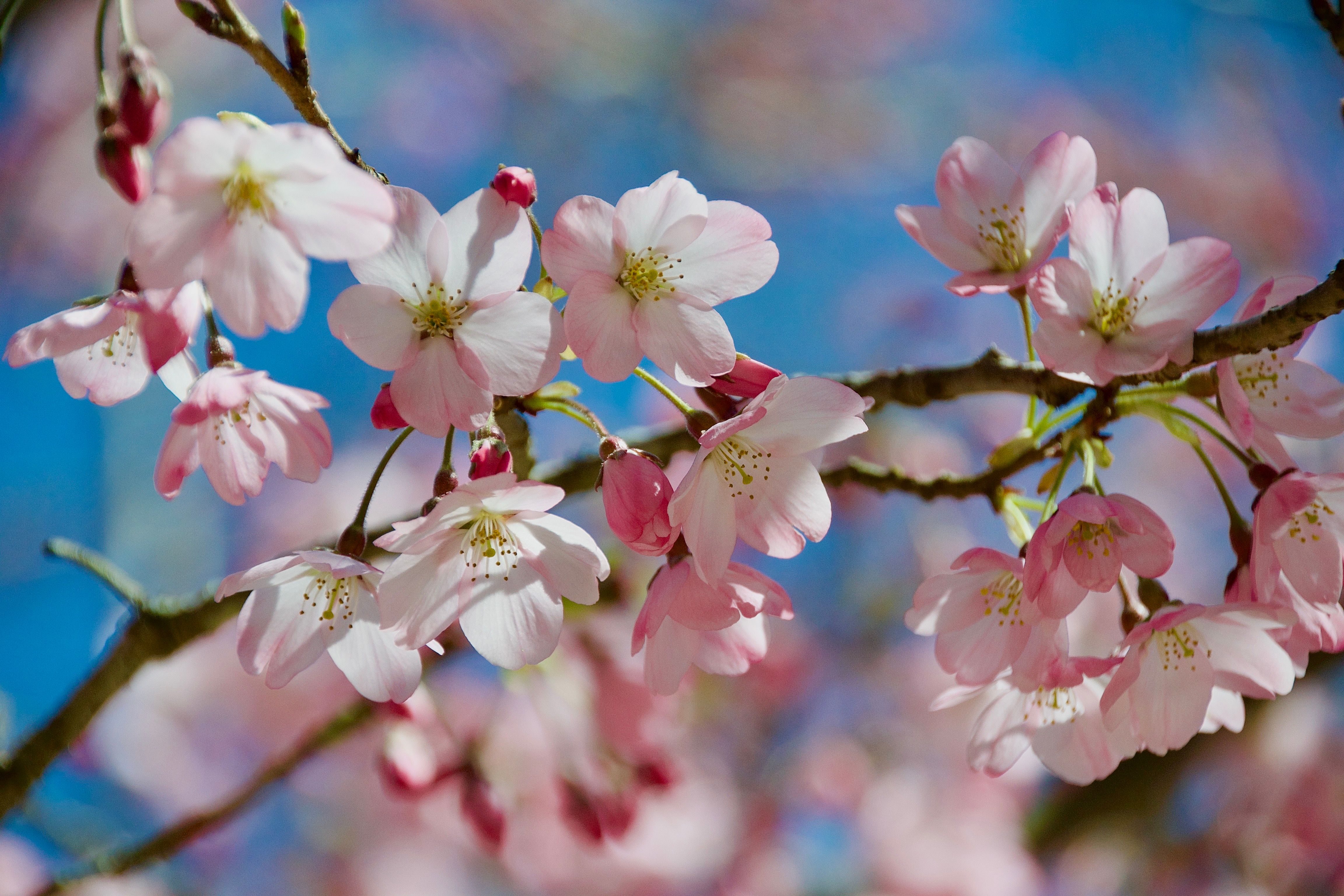 Hermosas Flores De Cerezo En Primavera · Foto de stock gratuita