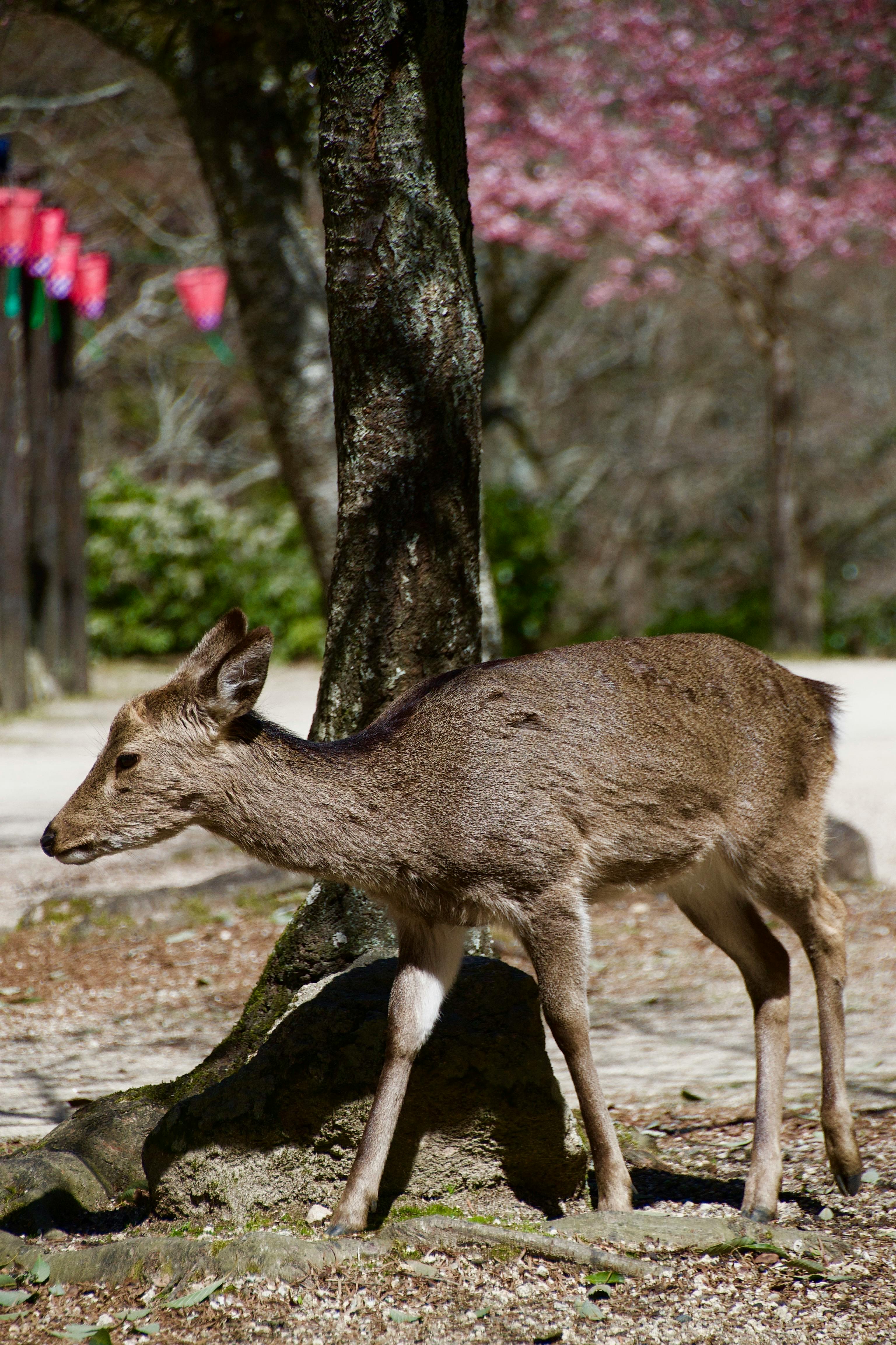 Wild Deer in Spring Forest · Free Stock Photo