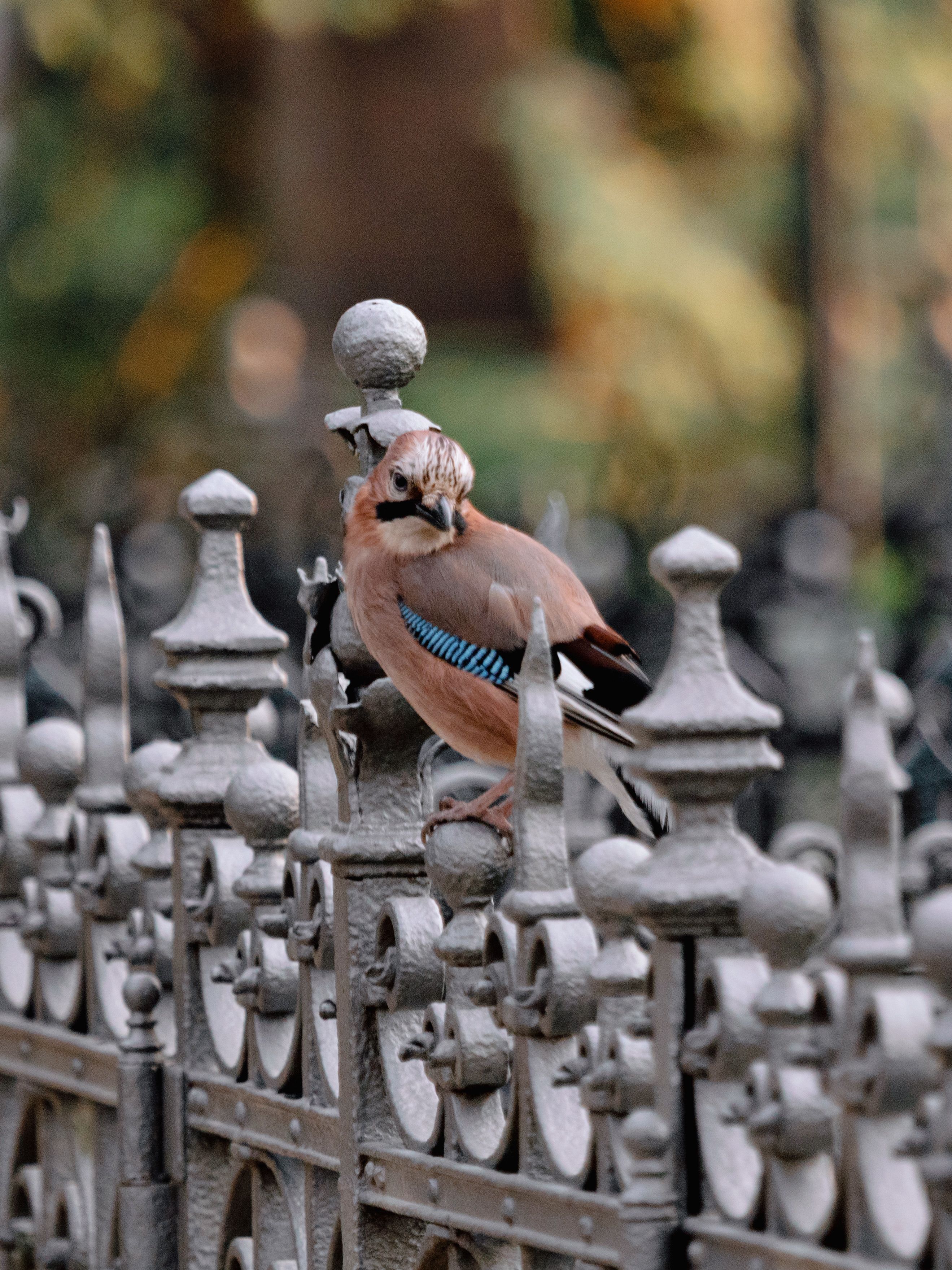 Eurasian Jay Perching on Ornate Iron Fence · Free Stock Photo