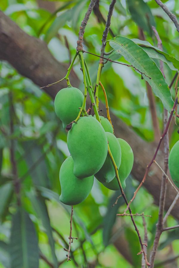 Mango Photos, Download The BEST Free Mango Stock Photos & HD Images