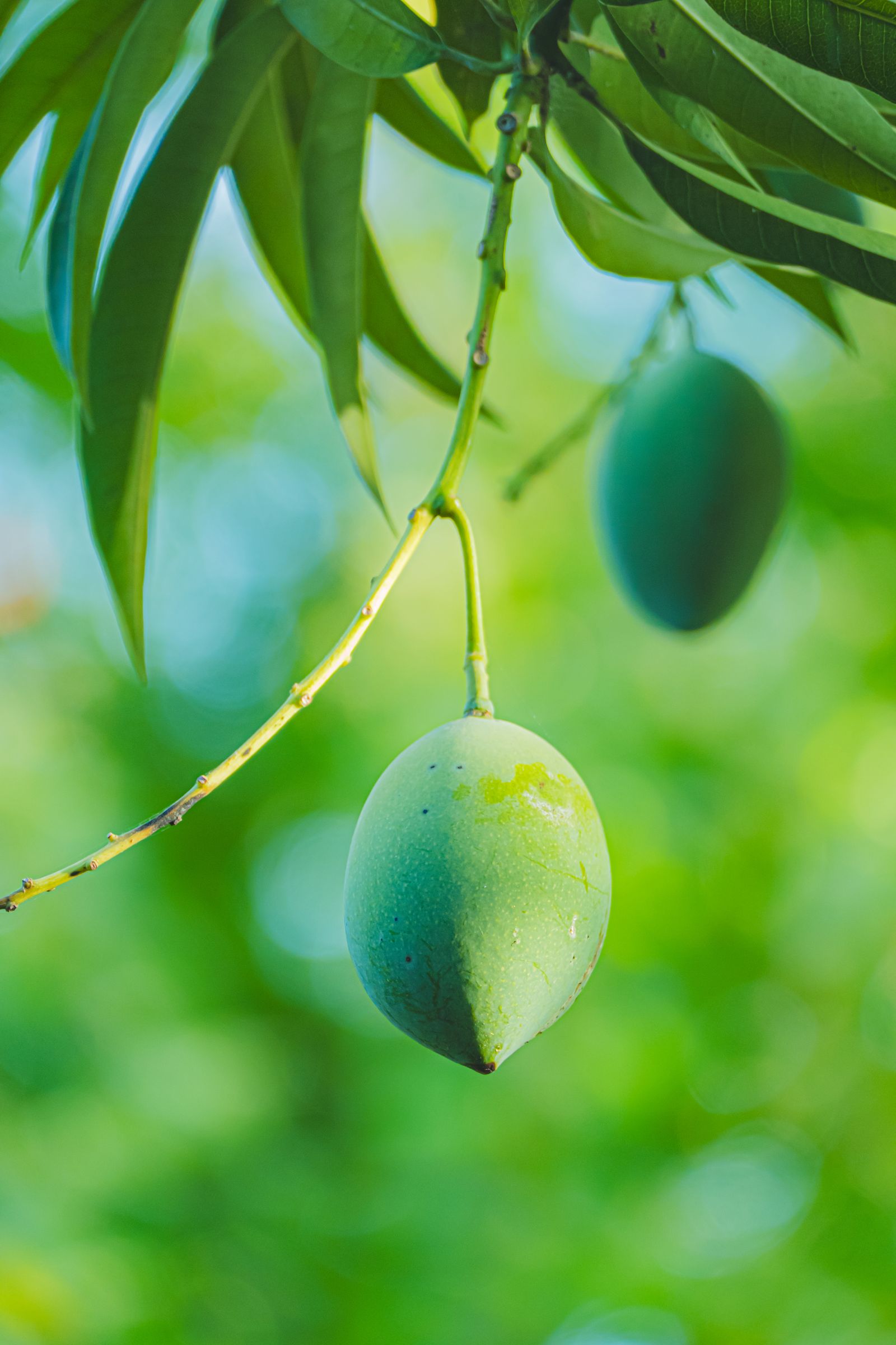 Mango Images Photos, Download The BEST Free Mango Images Stock Photos ...
